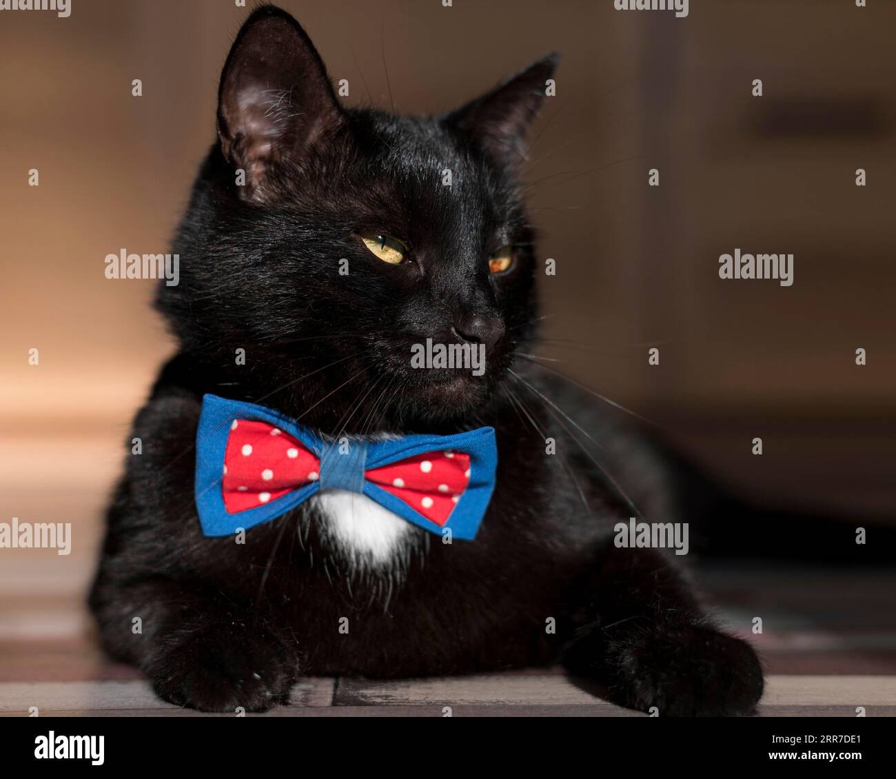 Black cat suit hi-res stock photography and images - Alamy