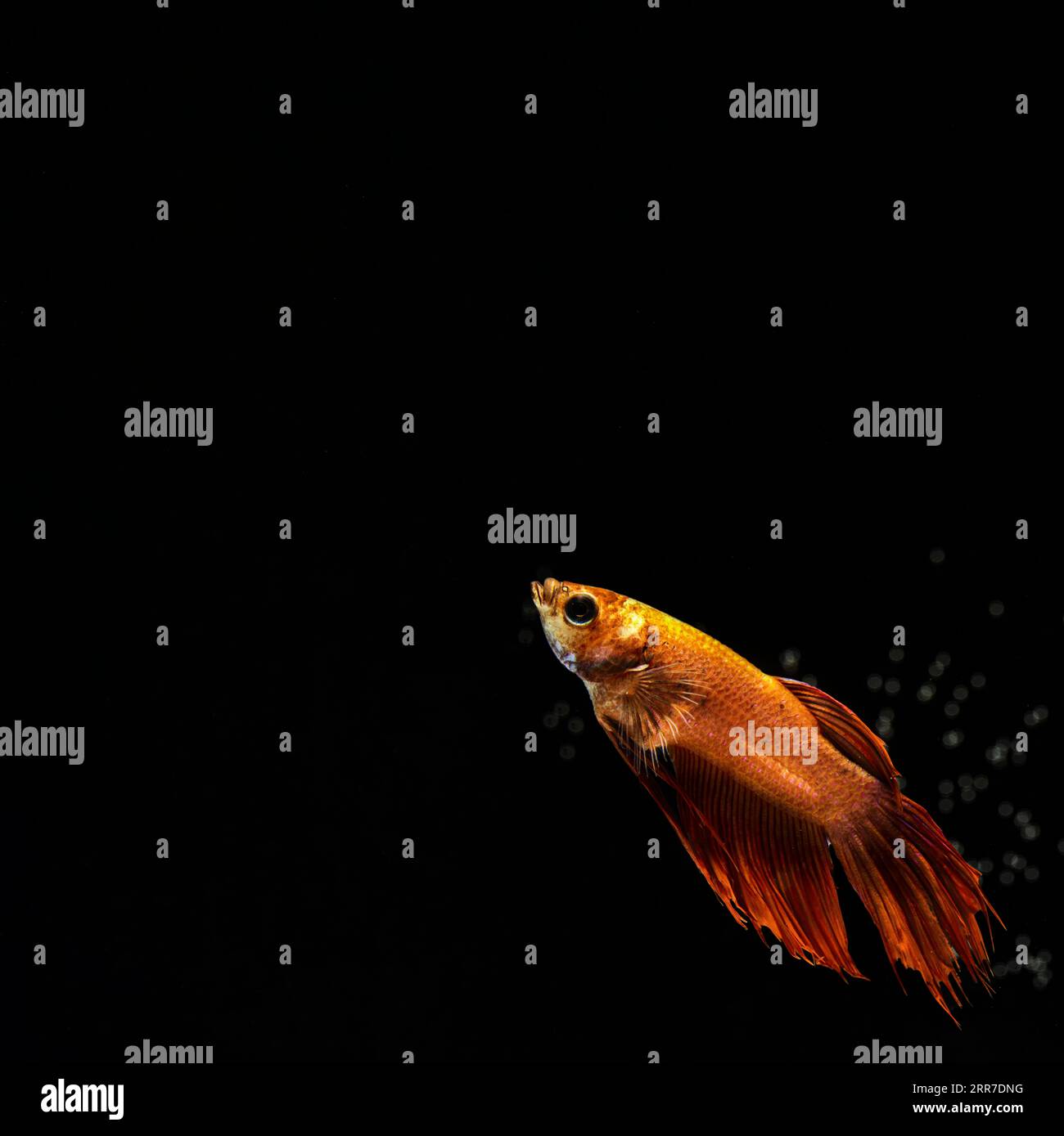Golden half moon betta fish Stock Photo - Alamy