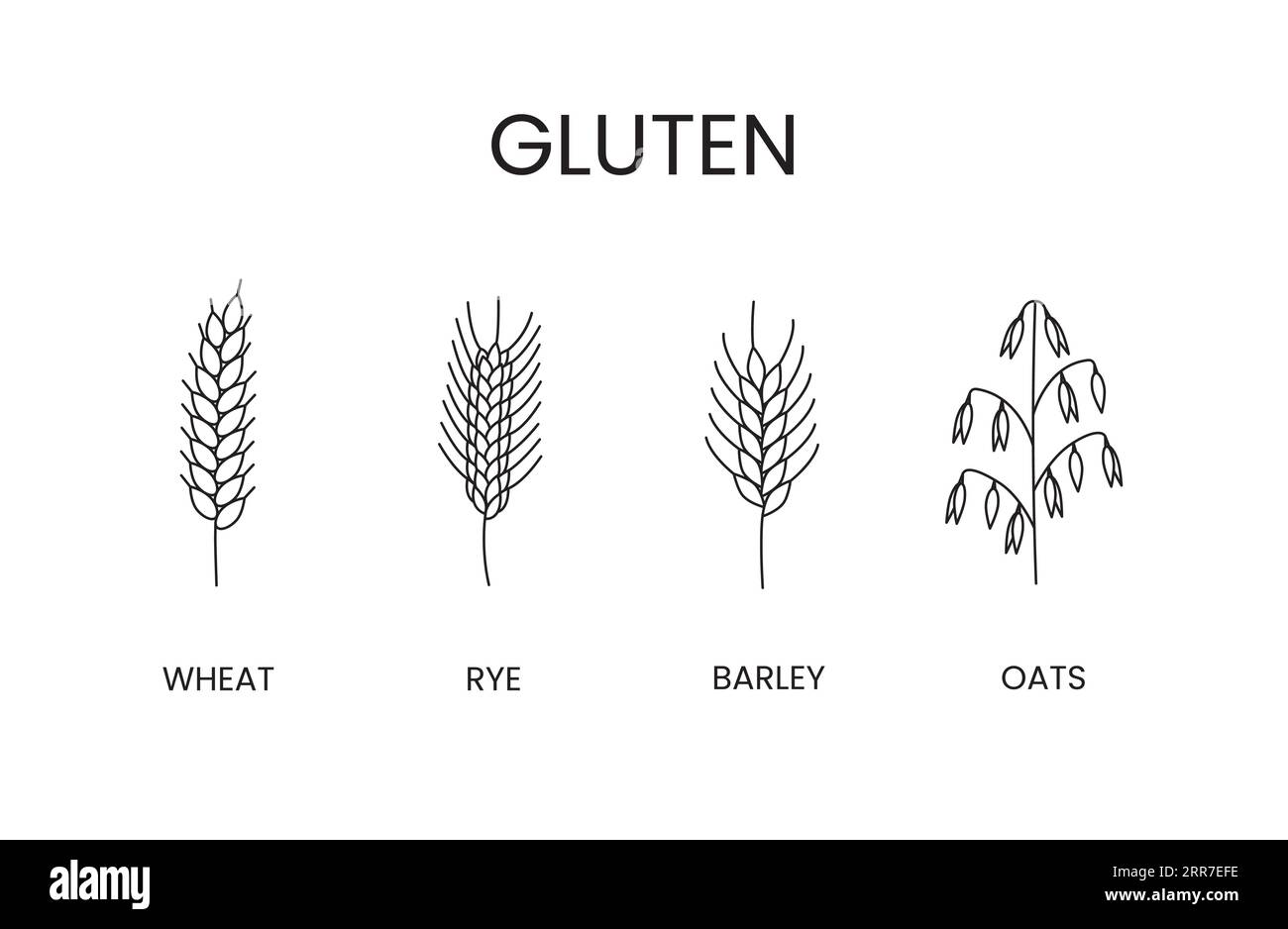 Cereals containing gluten Stock Vector Images - Alamy