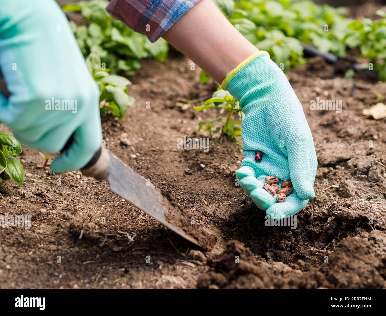Woman planting beans ground Stock Photo - Alamy
