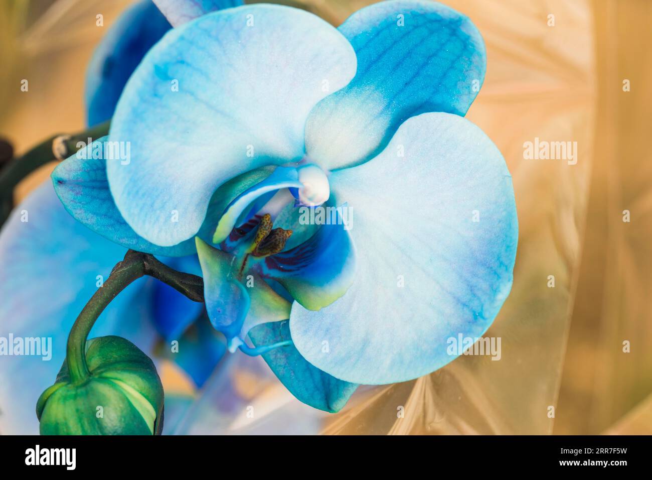 Beautiful blue fresh orchid Stock Photo - Alamy