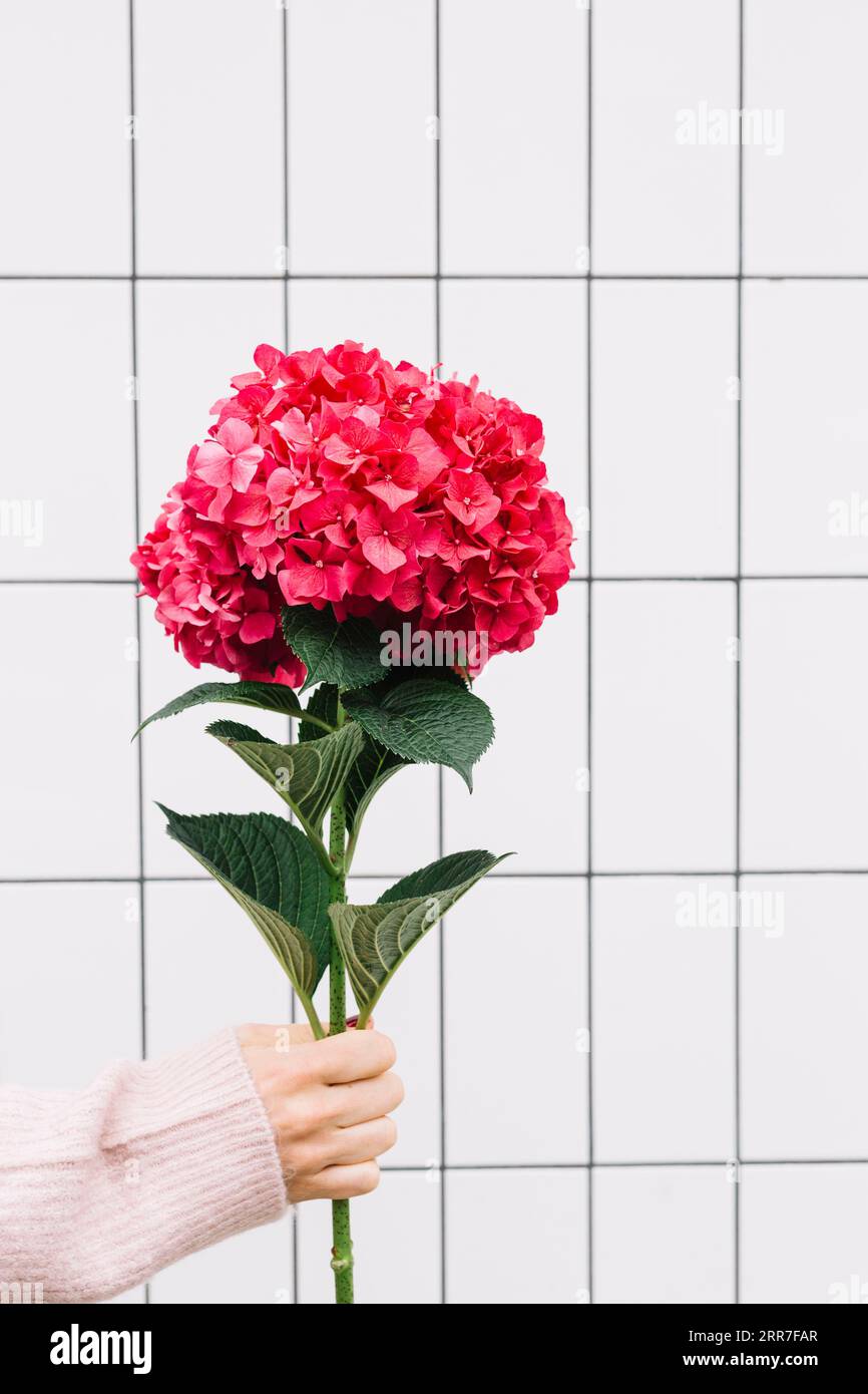 Red hydrangea hi-res stock photography and images - Alamy