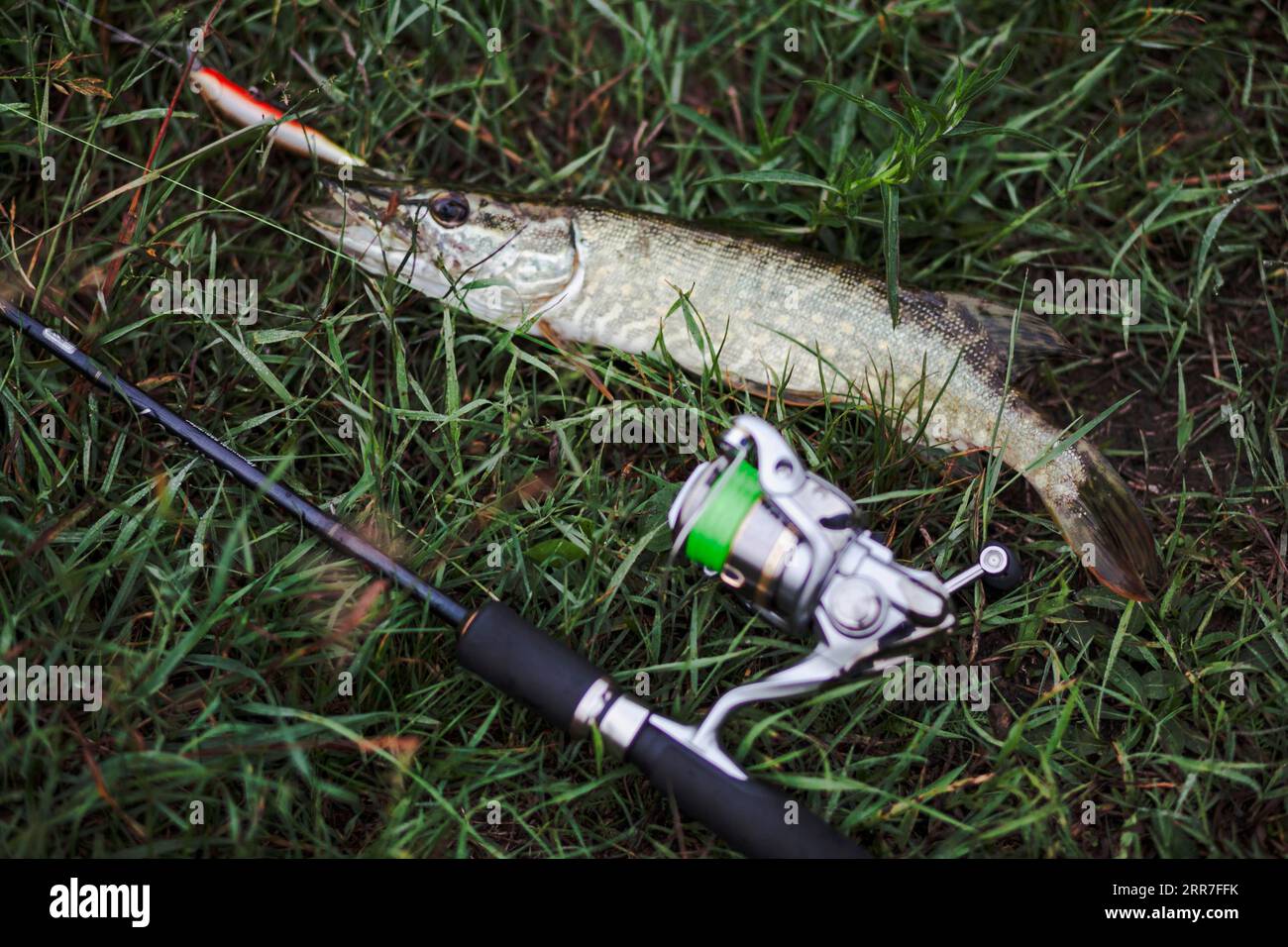 Pole fish hi-res stock photography and images - Alamy