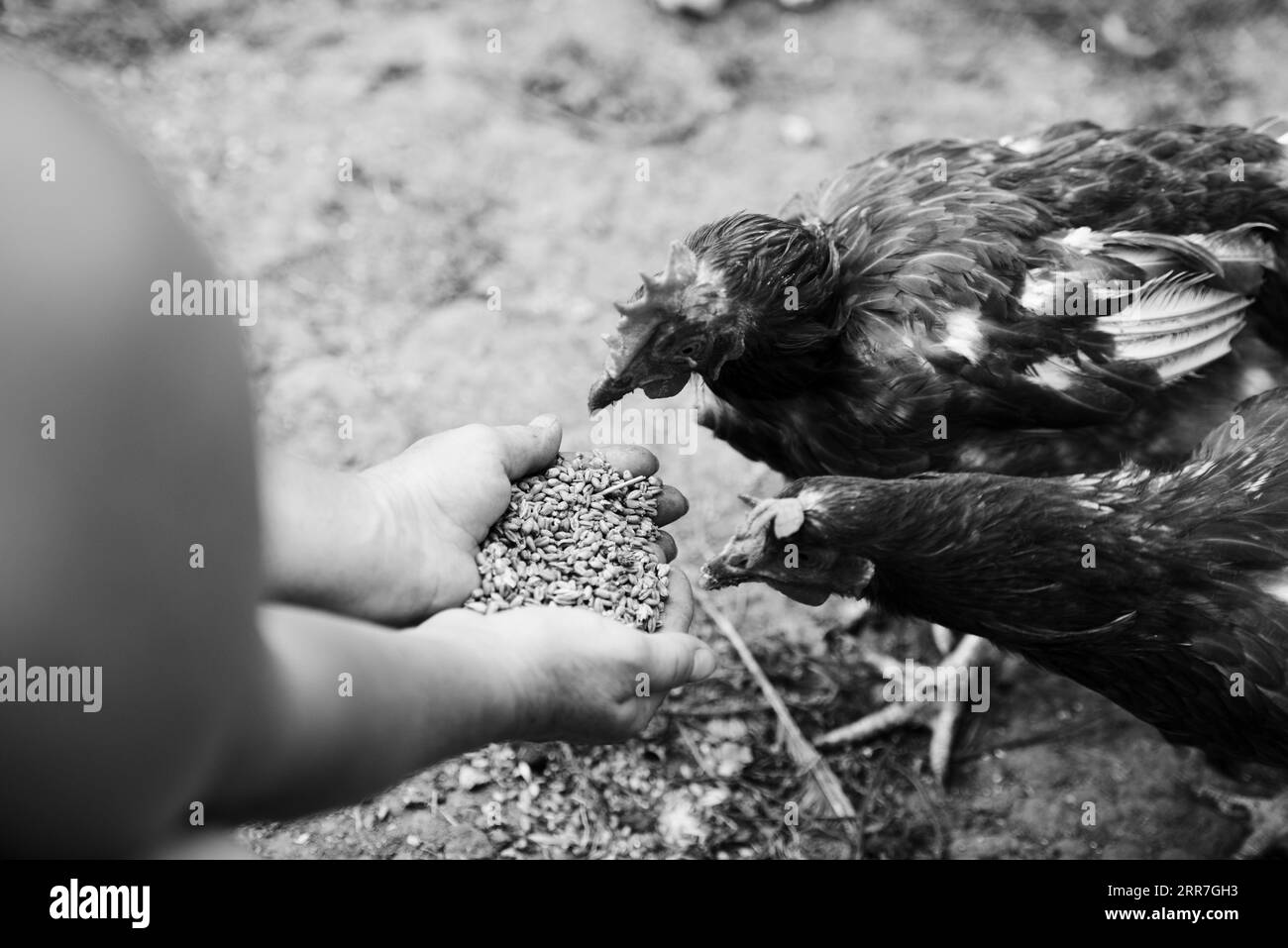 Overhead view hens feeding grain from hands Stock Photo - Alamy