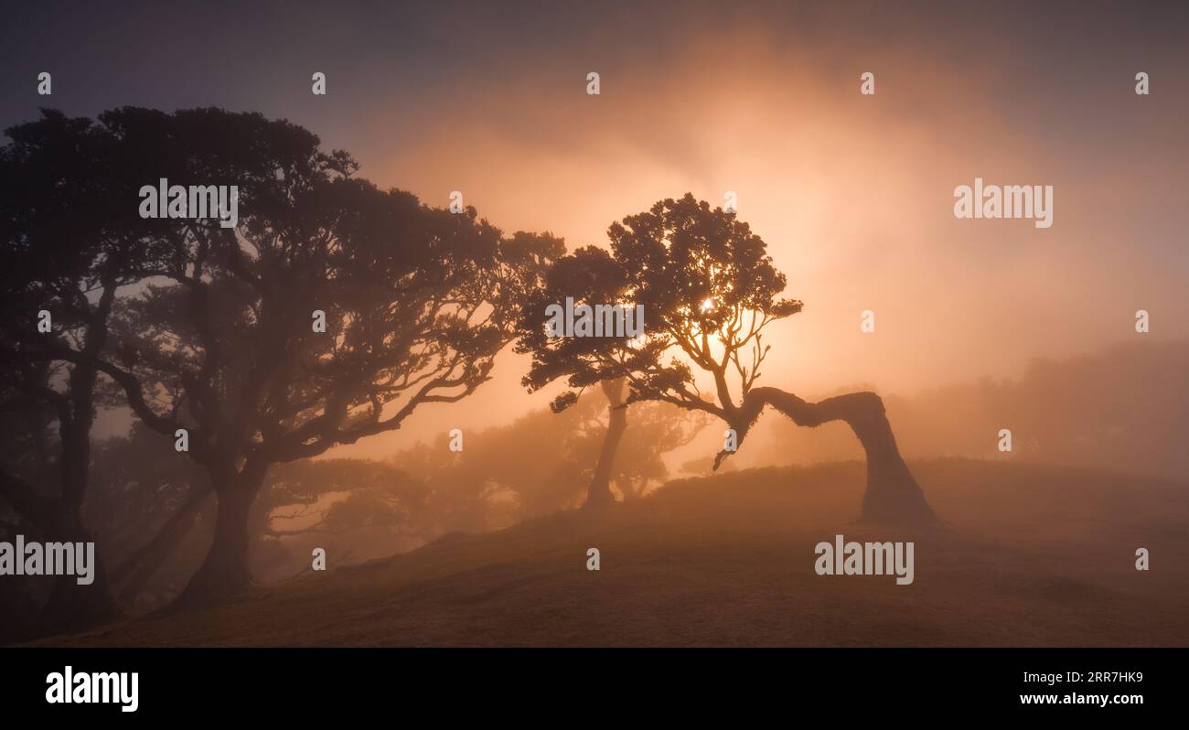 Fanal forest , old mystical tree in Madeira island, Unesco Stock Photo ...