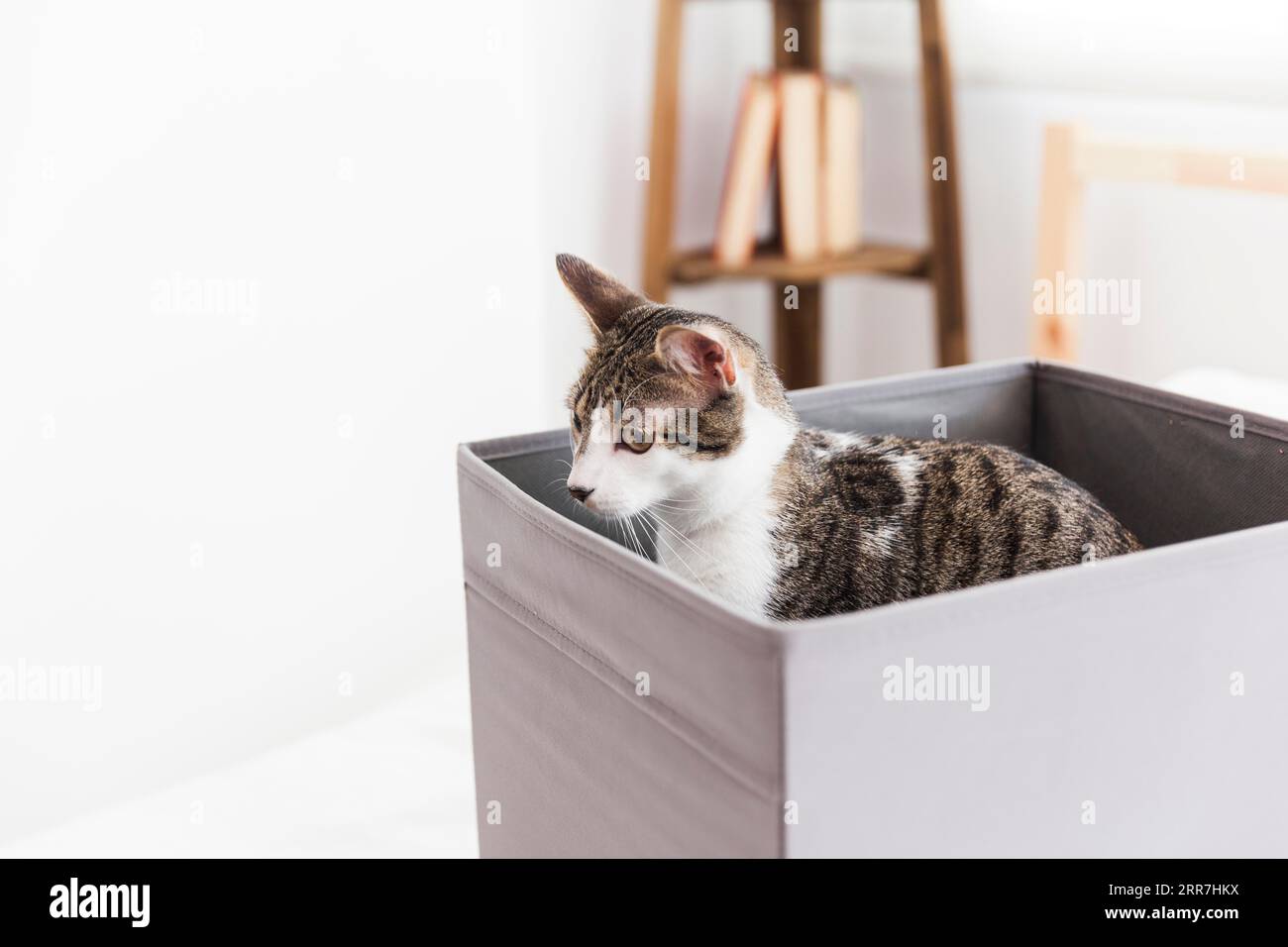 Adorable cat box Stock Photo - Alamy
