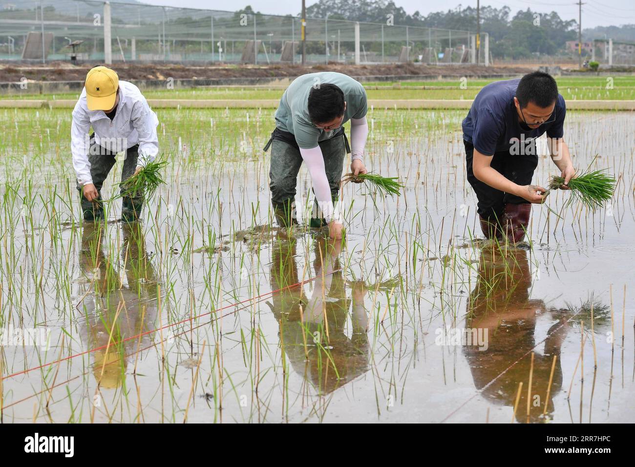 Greenhouse in guangdong hi-res stock photography and images - Alamy