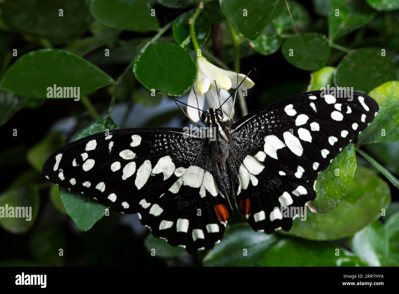 Black white butterfly with its wings opened Stock Photo - Alamy