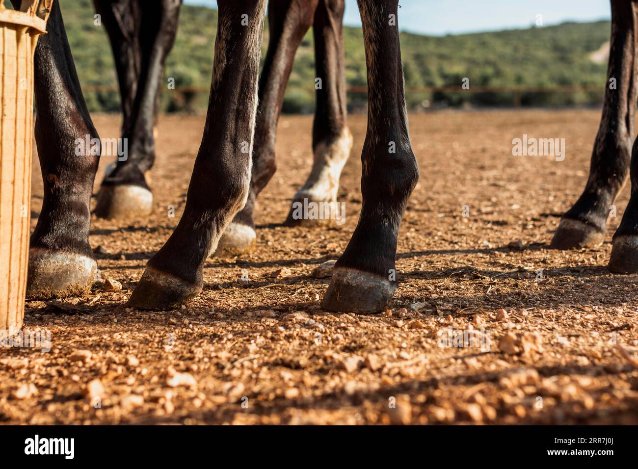 Horse Chestnuts On Legs