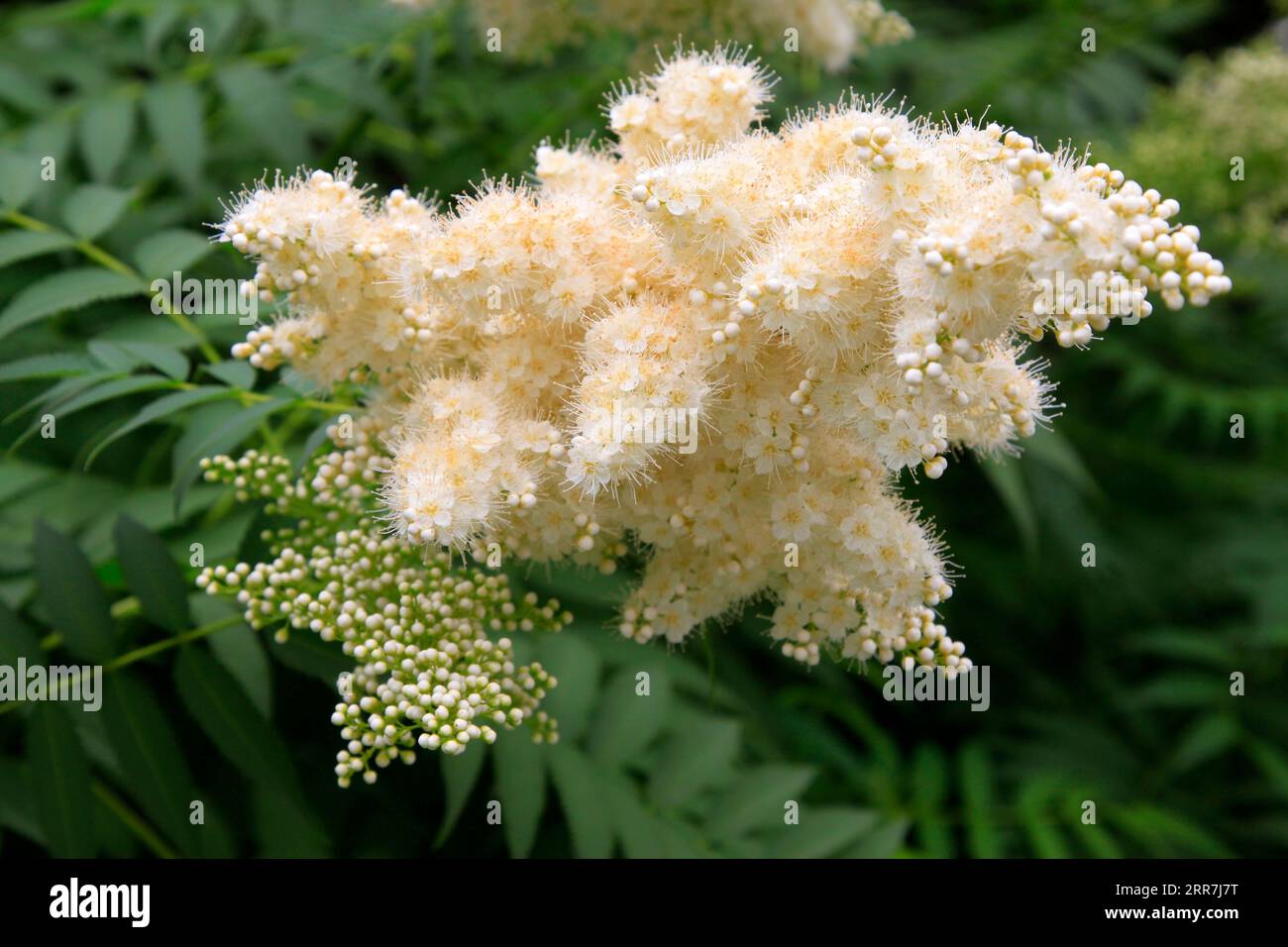 Pearl plum hi-res stock photography and images - Alamy