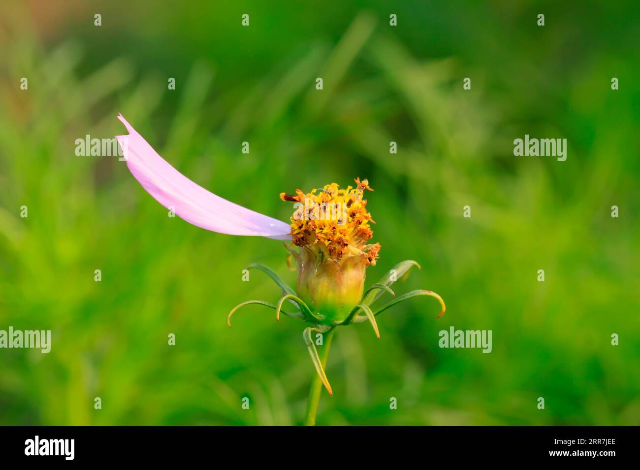 Galsang flower in a garden Stock Photo - Alamy