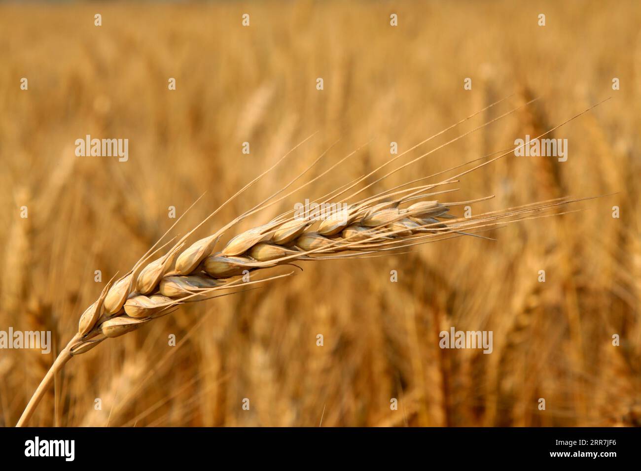 mature grain in the fields Stock Photo - Alamy