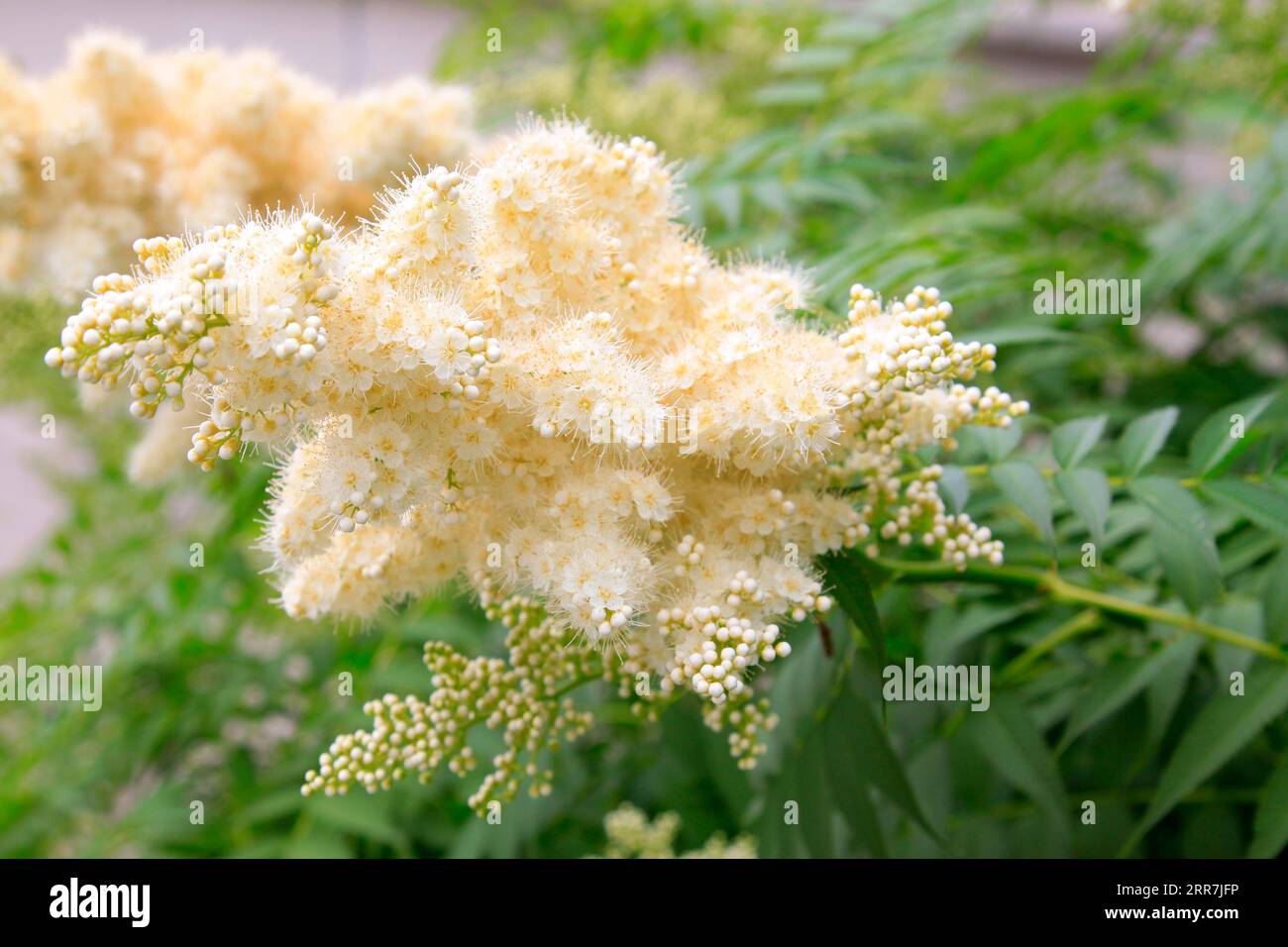 Pearl plum hi-res stock photography and images - Alamy