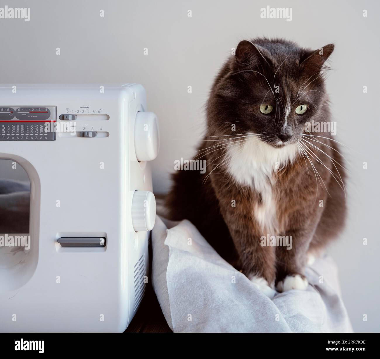 Sewing machine cat front view Stock Photo - Alamy