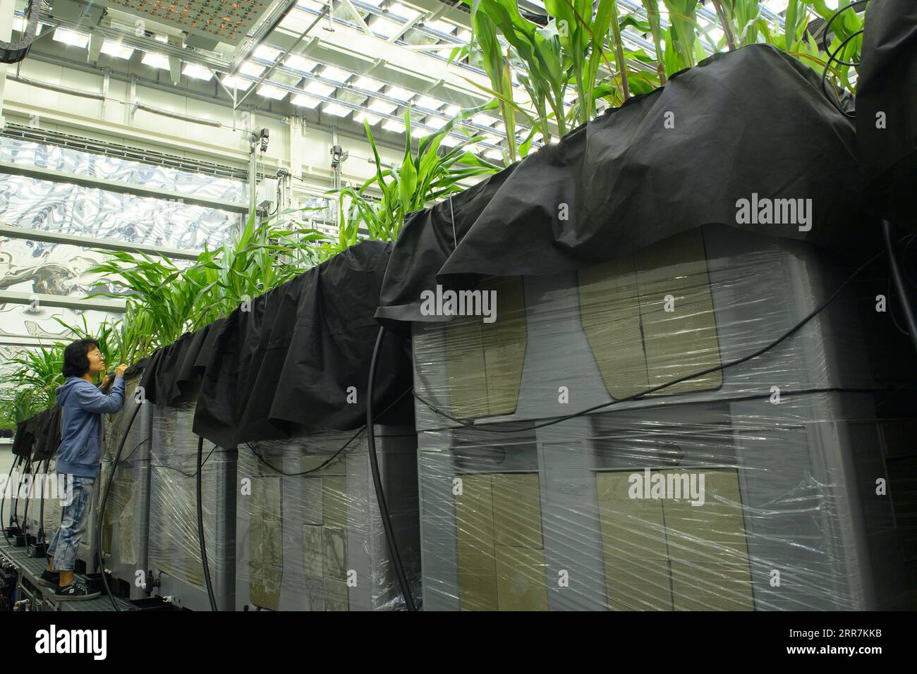 Thriving corn crop hi-res stock photography and images - Alamy