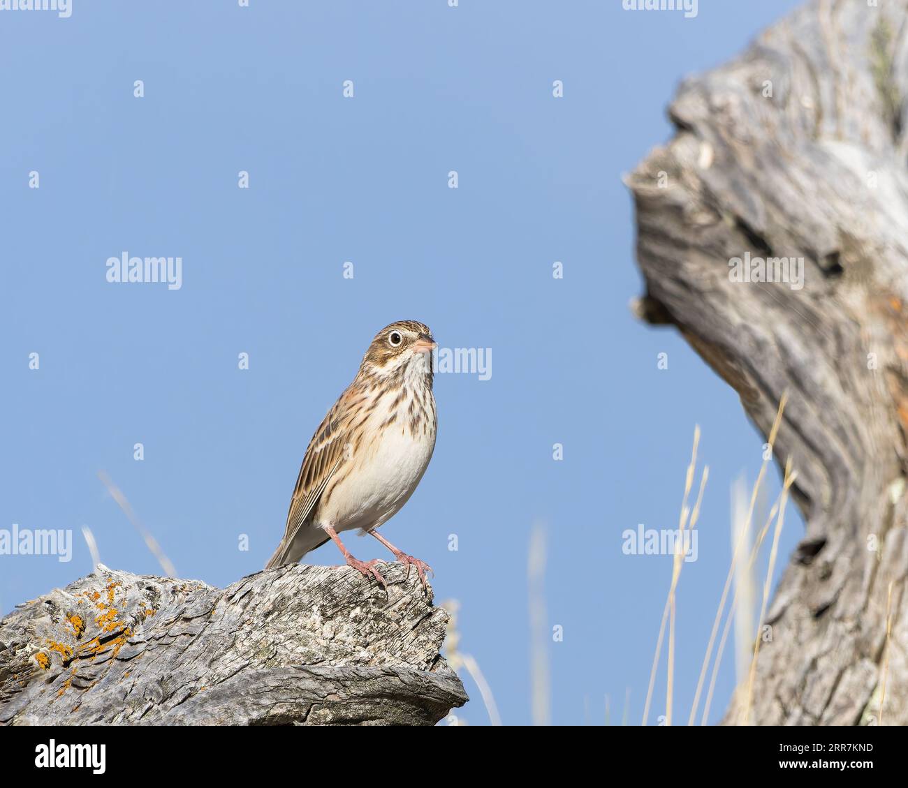 Nature avian animal passerine tree stump hi-res stock photography and ...