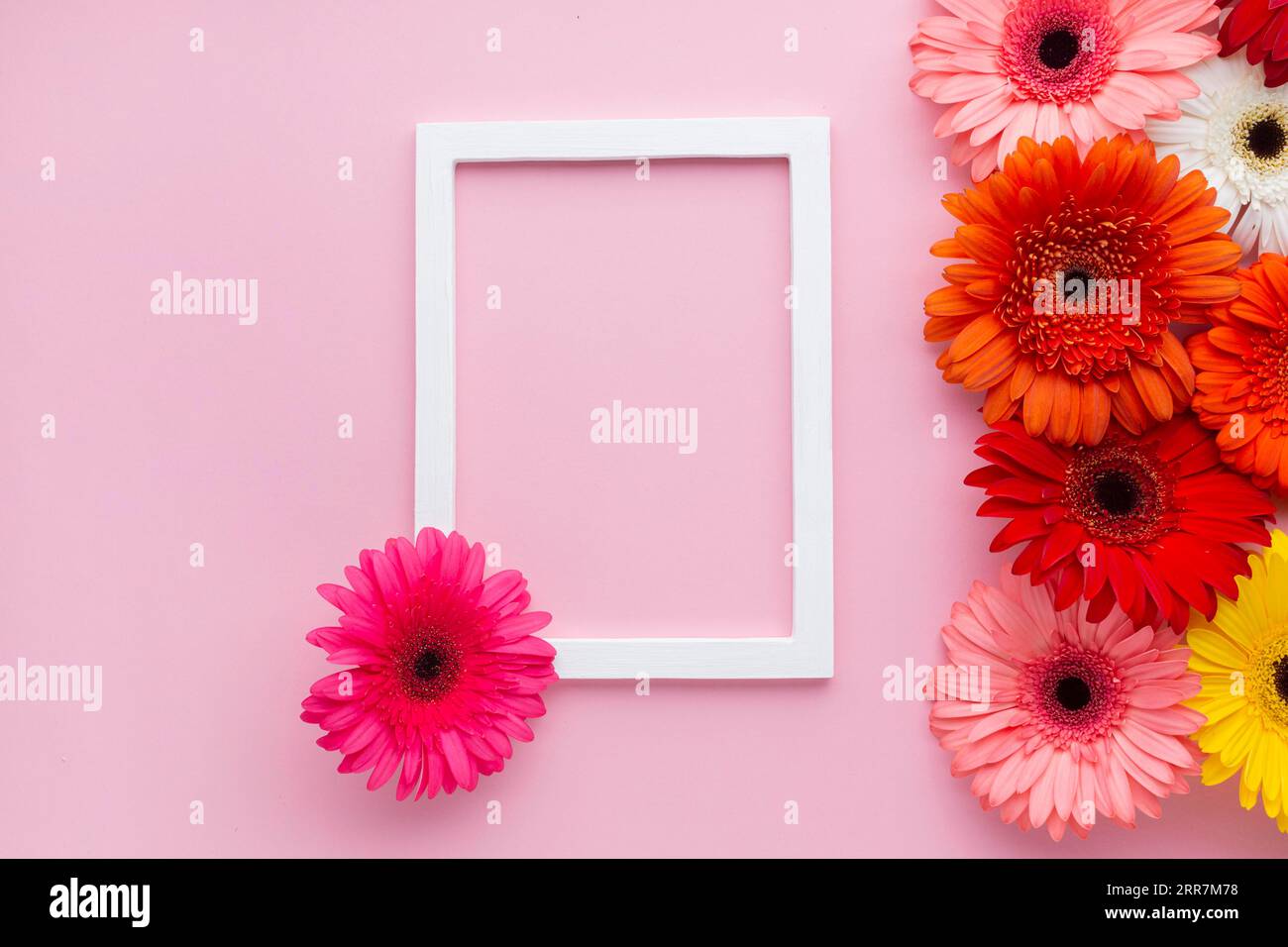 Empty frame with gerbera daisy flowers Stock Photo - Alamy