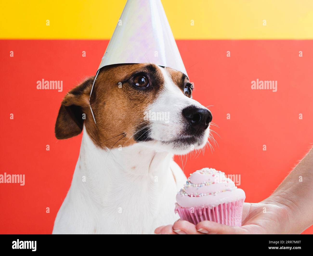 Cute dog treated with delicious cupcake Stock Photo - Alamy
