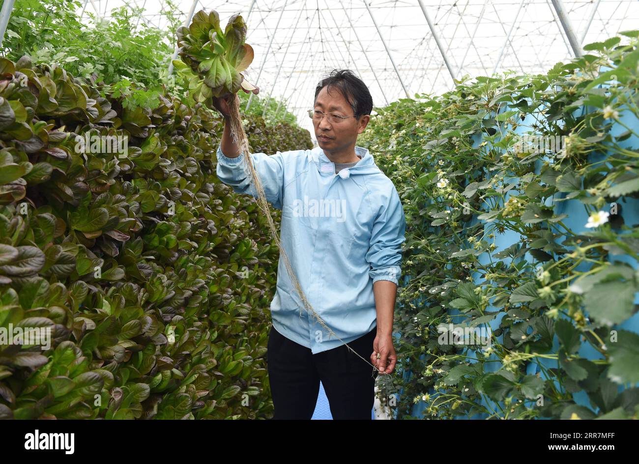 Root systems plants hi-res stock photography and images - Alamy
