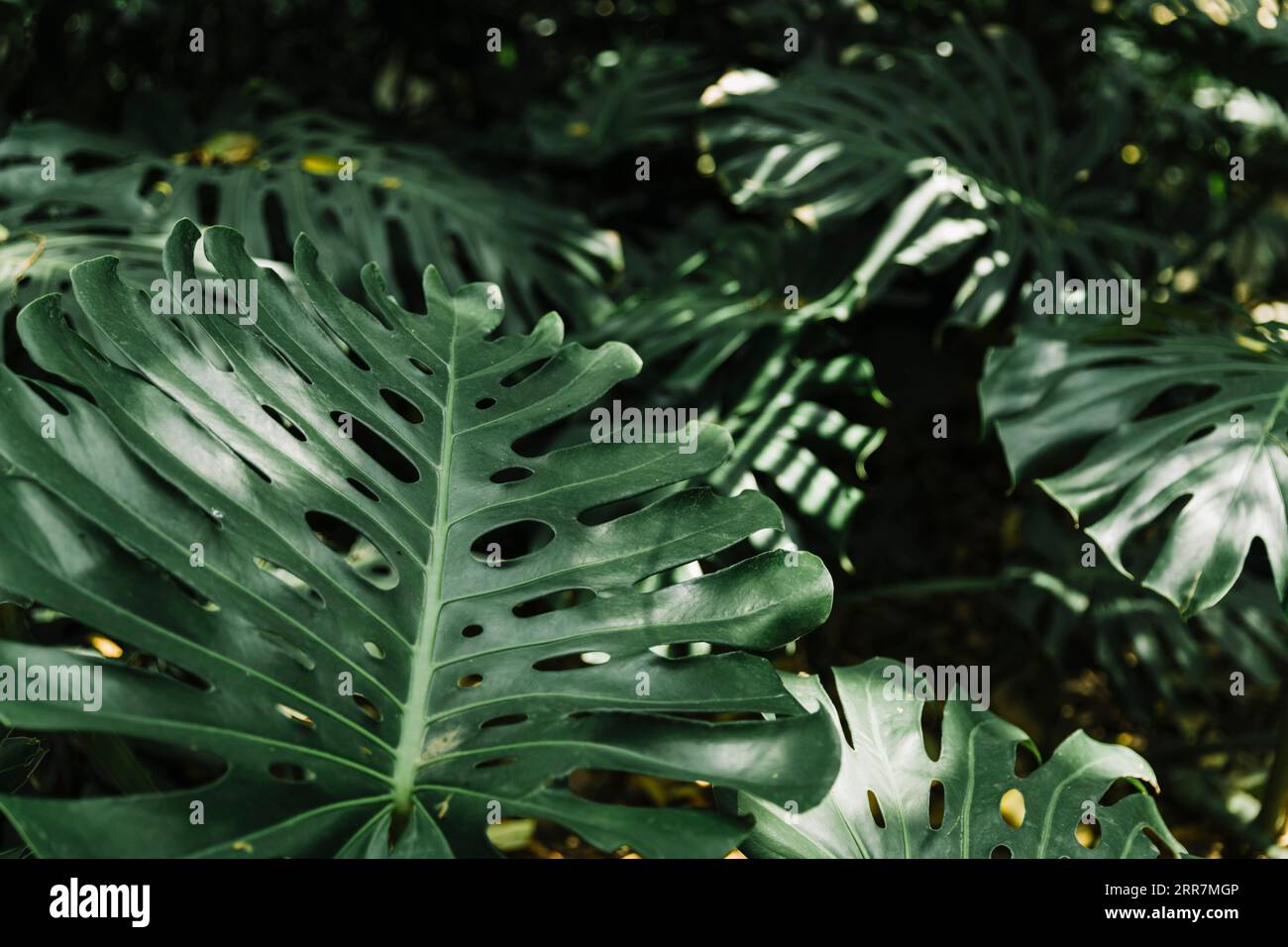 Monstera decor hi-res stock photography and images - Alamy