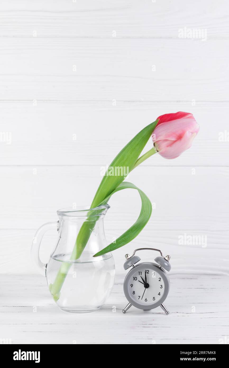 Gray alarm clock near transparent glass jug with pink tulip against ...