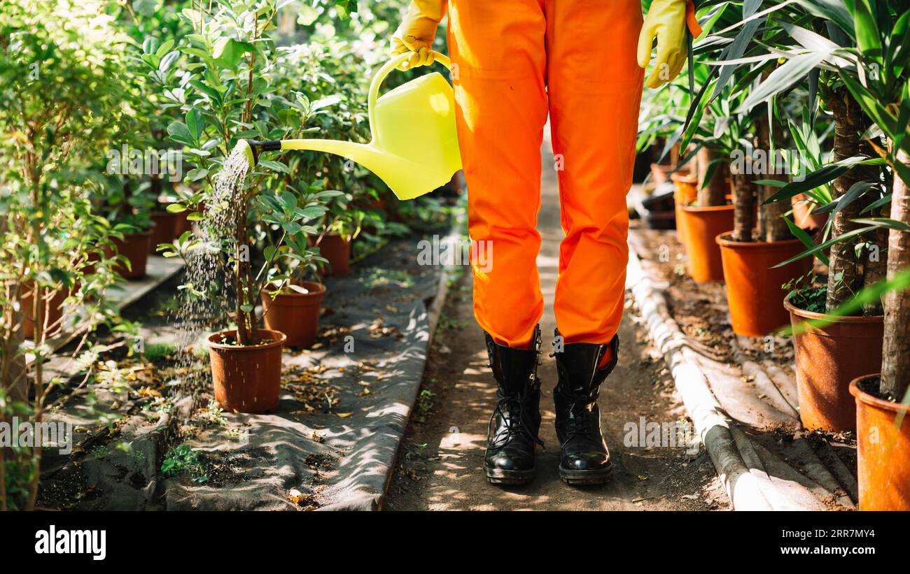 Low section view gardener watering potted plants Stock Photo - Alamy