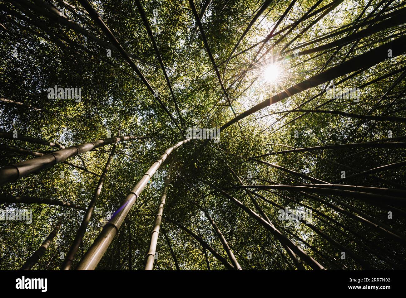 Bambus grove hi-res stock photography and images - Alamy