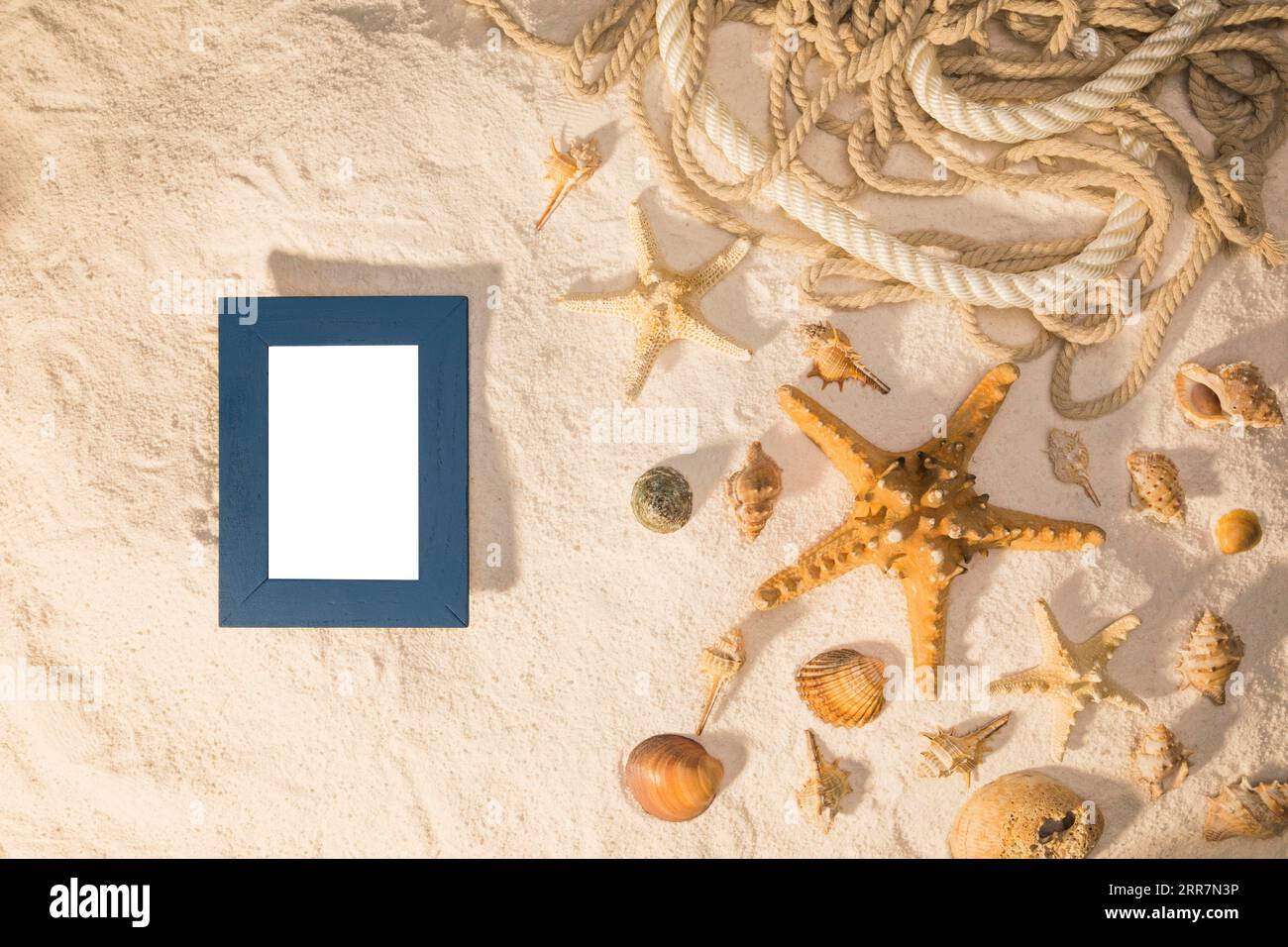 Elegant seashells hi-res stock photography and images - Alamy