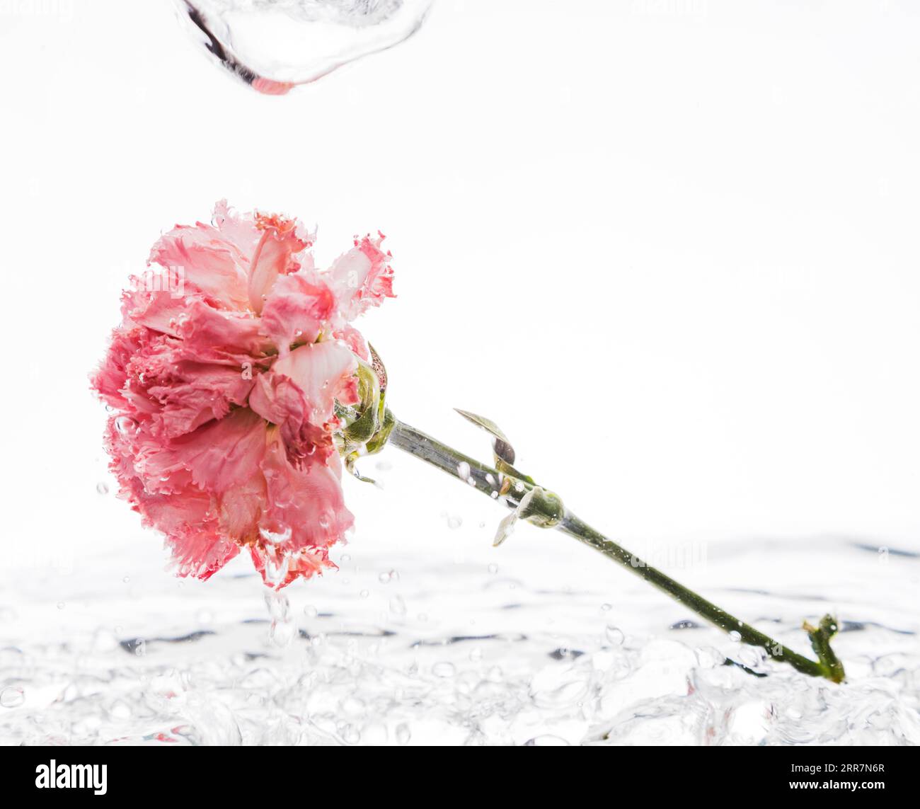 Carnation decoration hi-res stock photography and images - Alamy