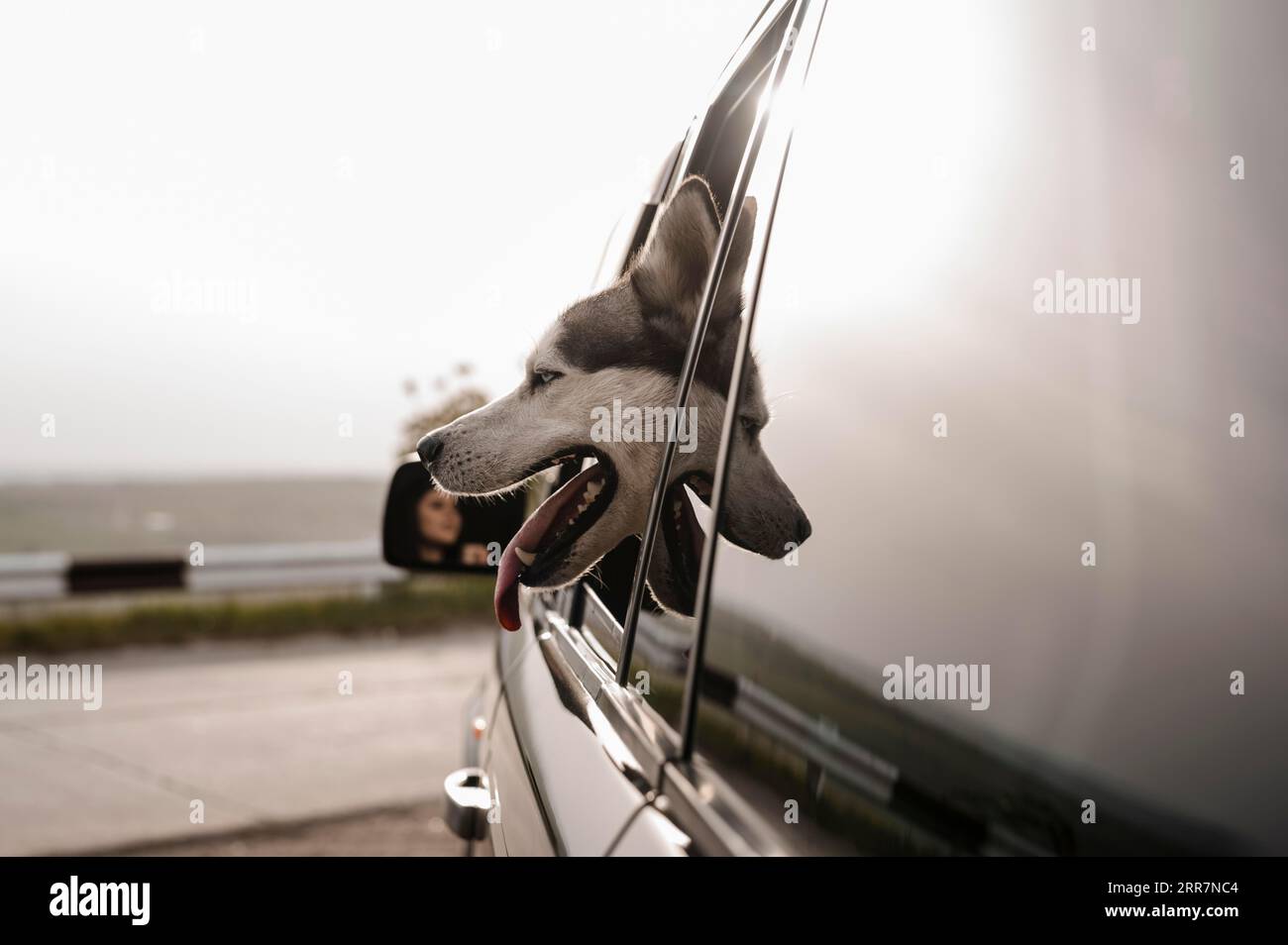 Side view husky peeking its head out window while traveling by car ...