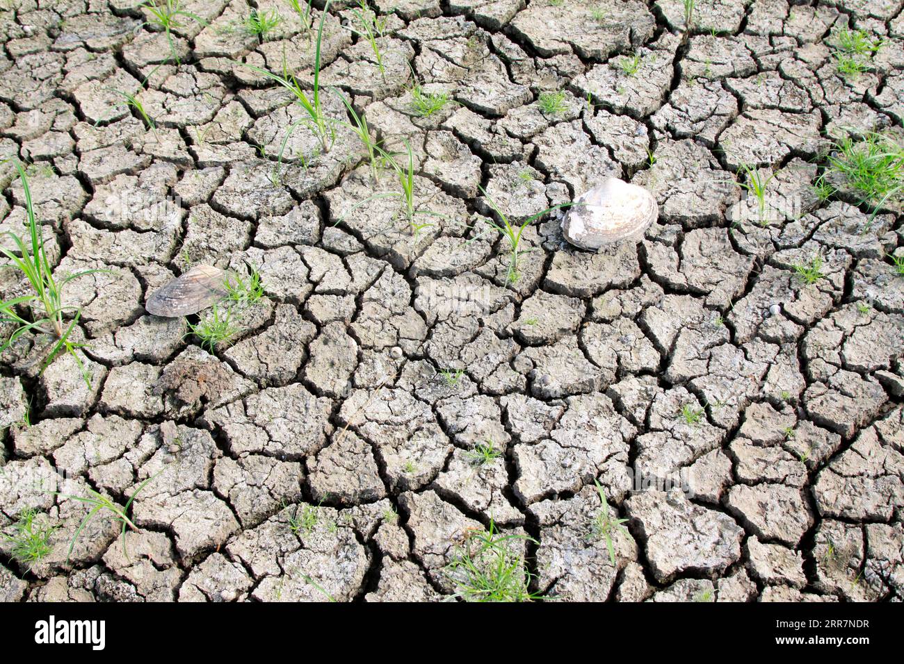 Solid shells hi-res stock photography and images - Alamy