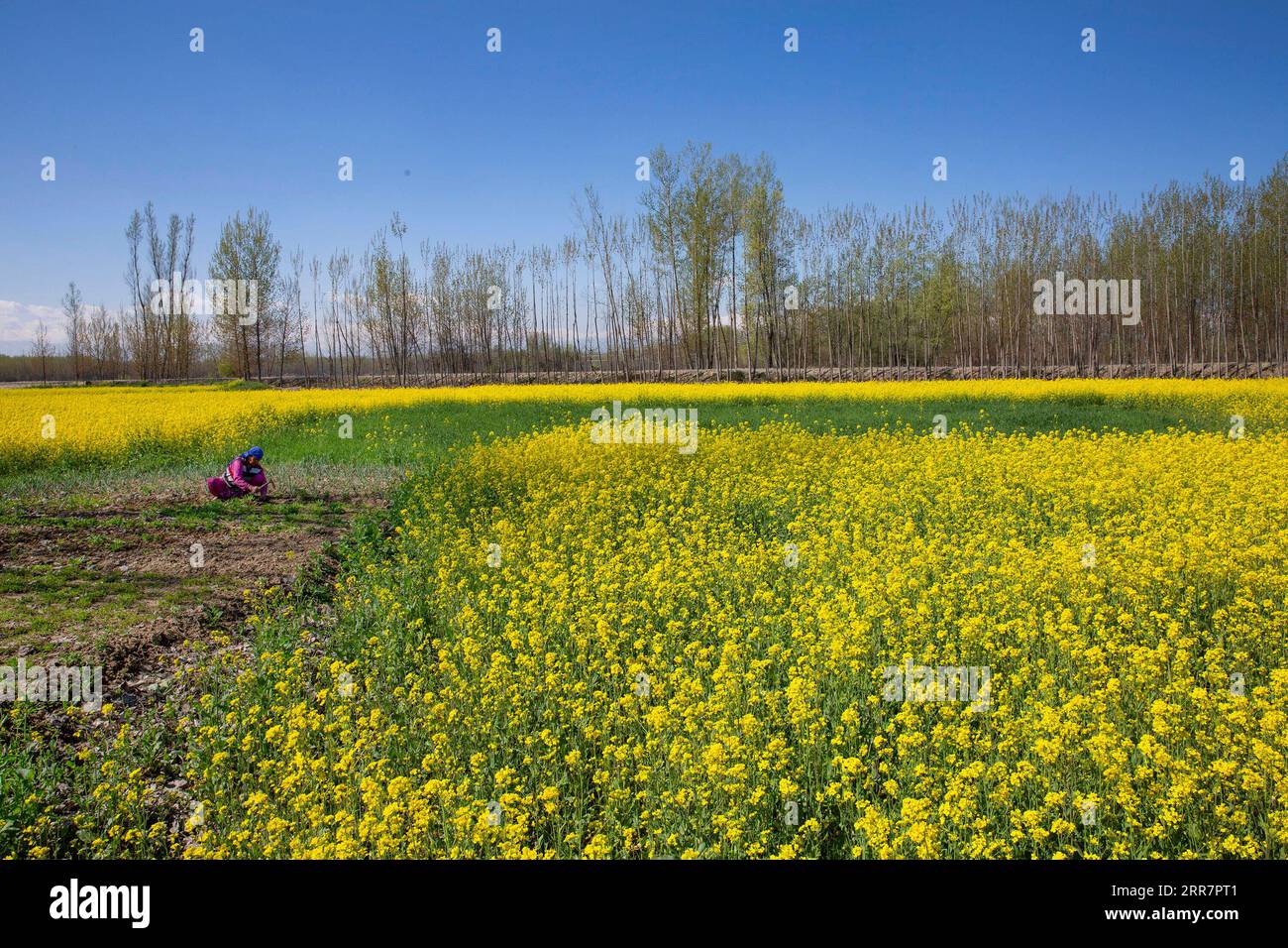 Mustard field kashmir hi-res stock photography and images - Alamy