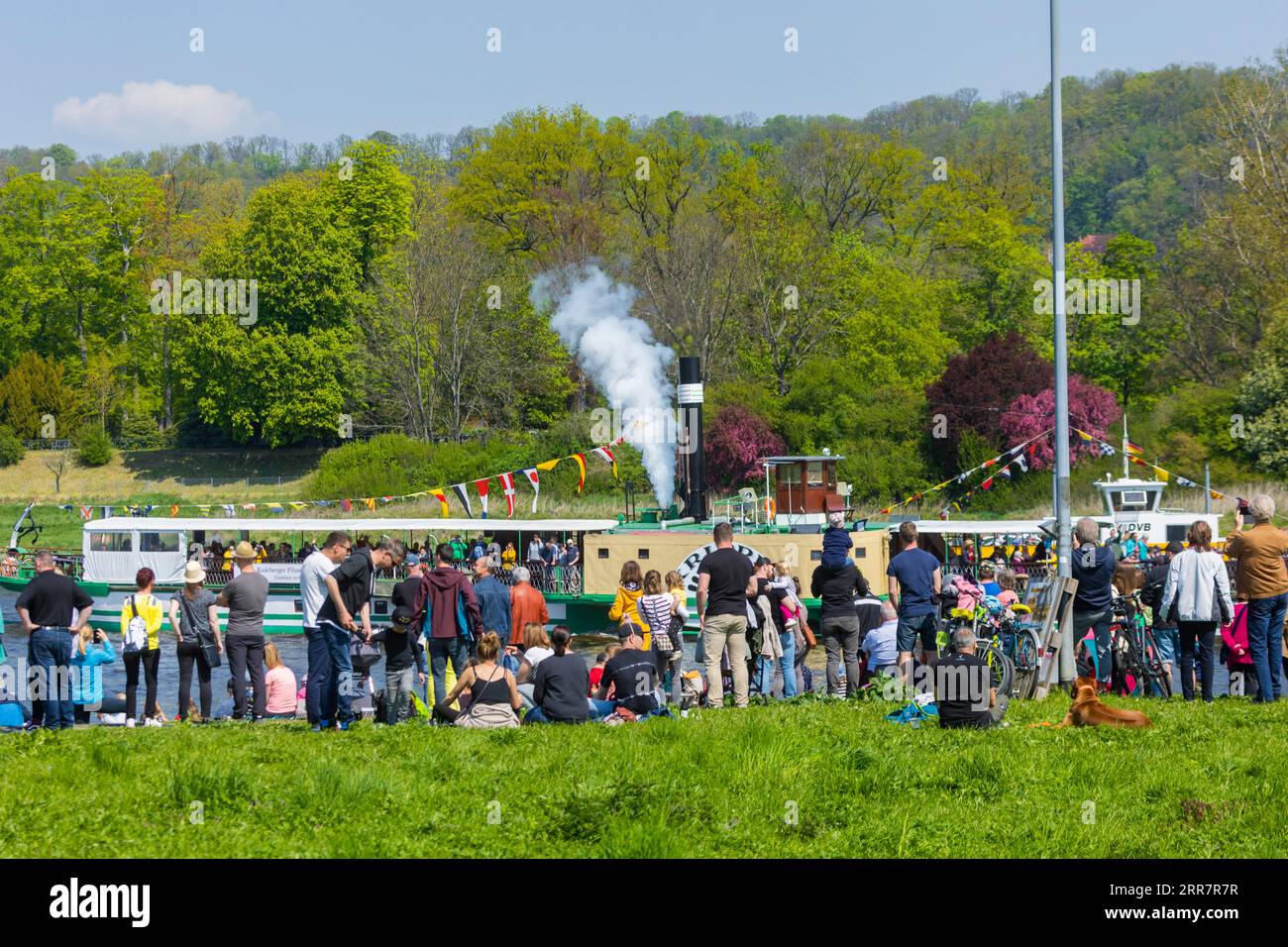 Steamship parade of the historic paddle steamers Stock Photo - Alamy