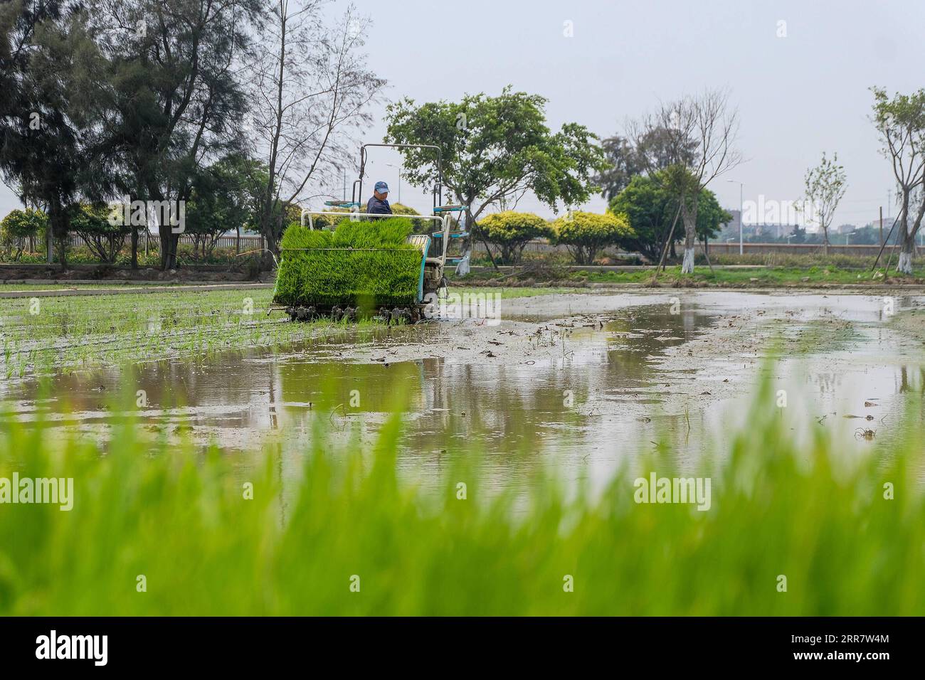 Transplanter plant rice hi-res stock photography and images - Alamy