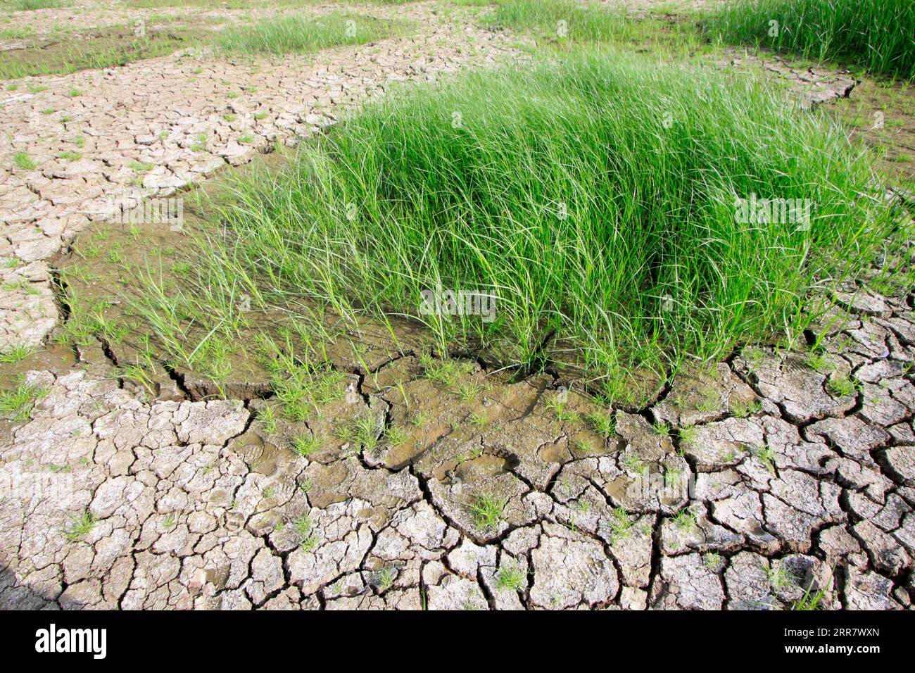 Weeds and dry land in the wild Stock Photo - Alamy