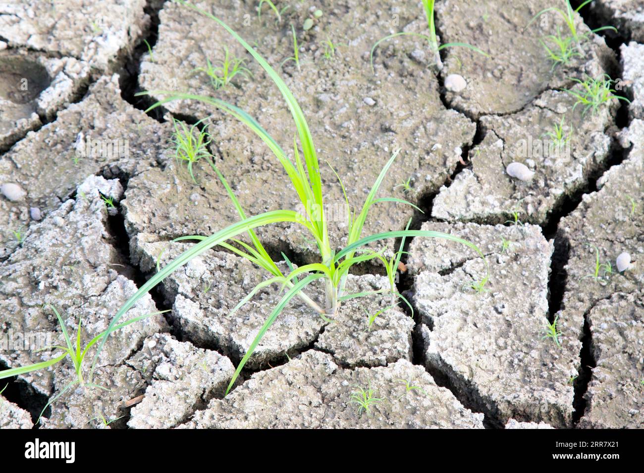 plant and parched land Stock Photo - Alamy