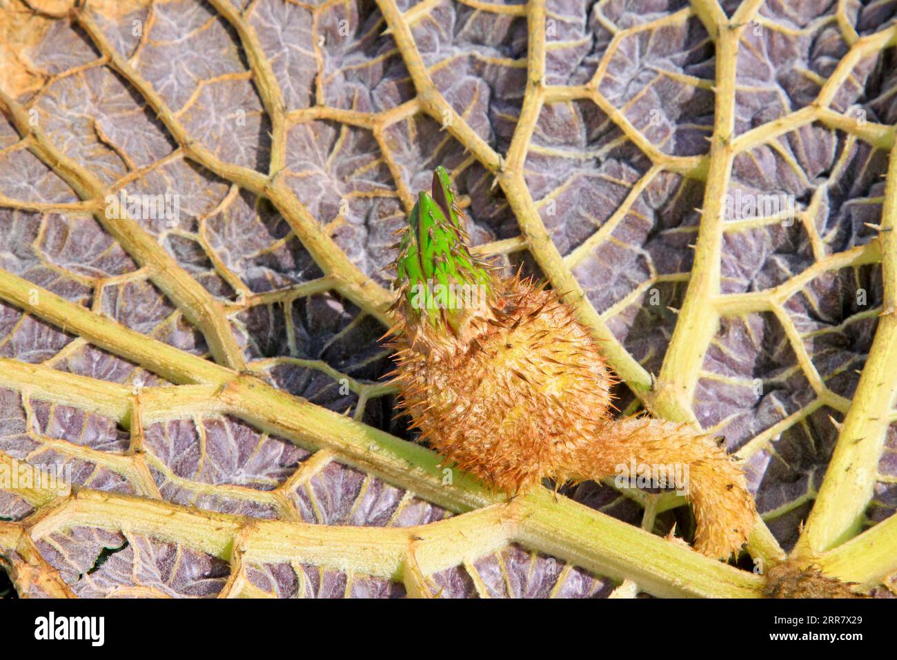 Gorgon euryale hi-res stock photography and images - Alamy