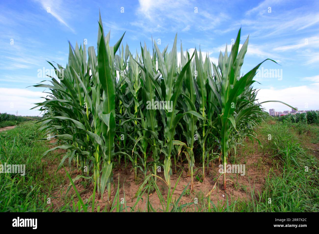 Maize plants, closeup of photo Stock Photo - Alamy