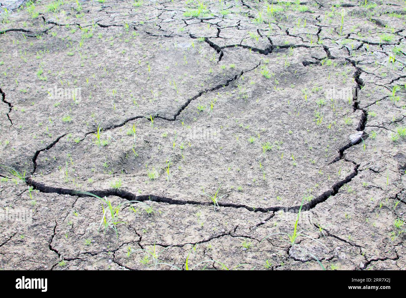 plant and parched land Stock Photo - Alamy