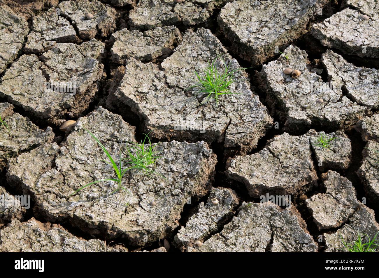 plant and parched land Stock Photo - Alamy