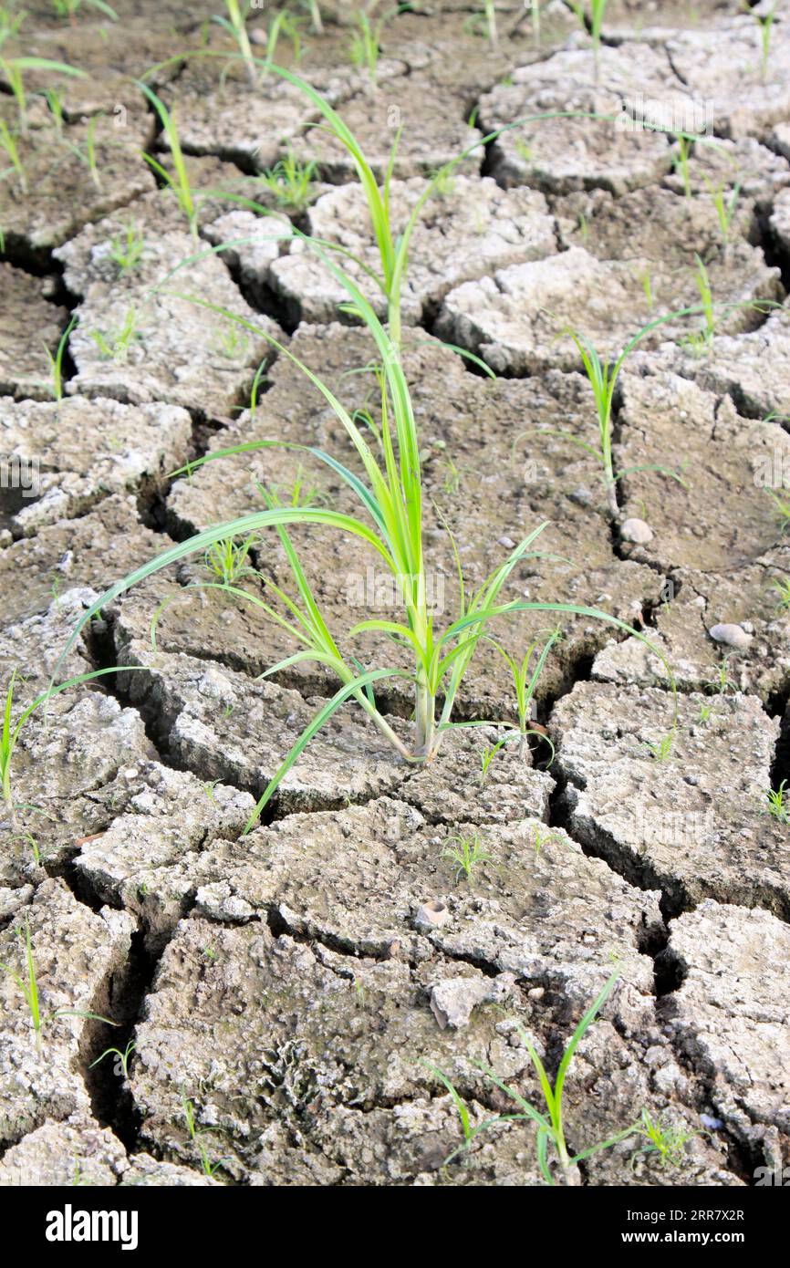 plant and parched land Stock Photo - Alamy