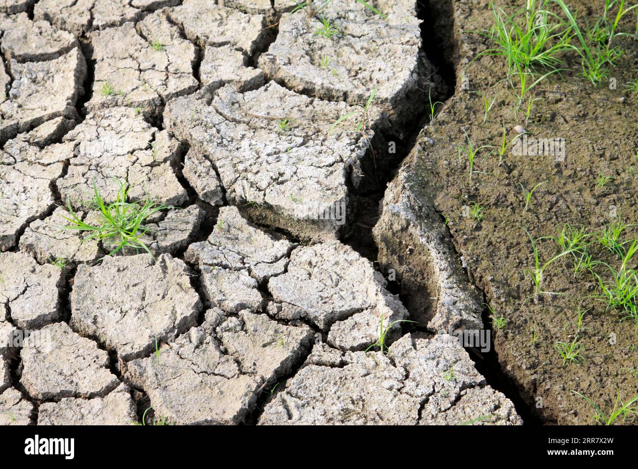 plant and parched land Stock Photo - Alamy
