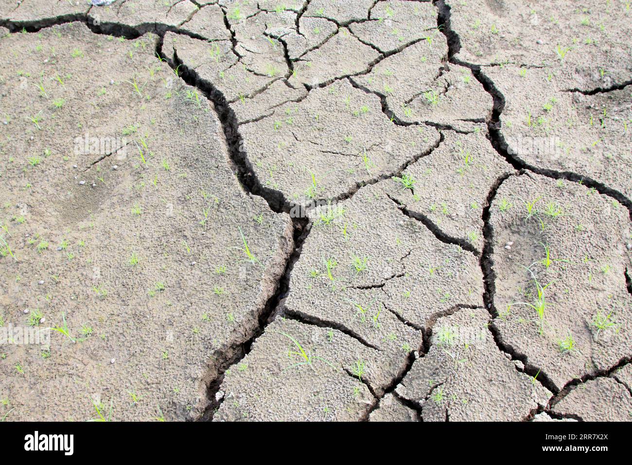plant and parched land Stock Photo - Alamy