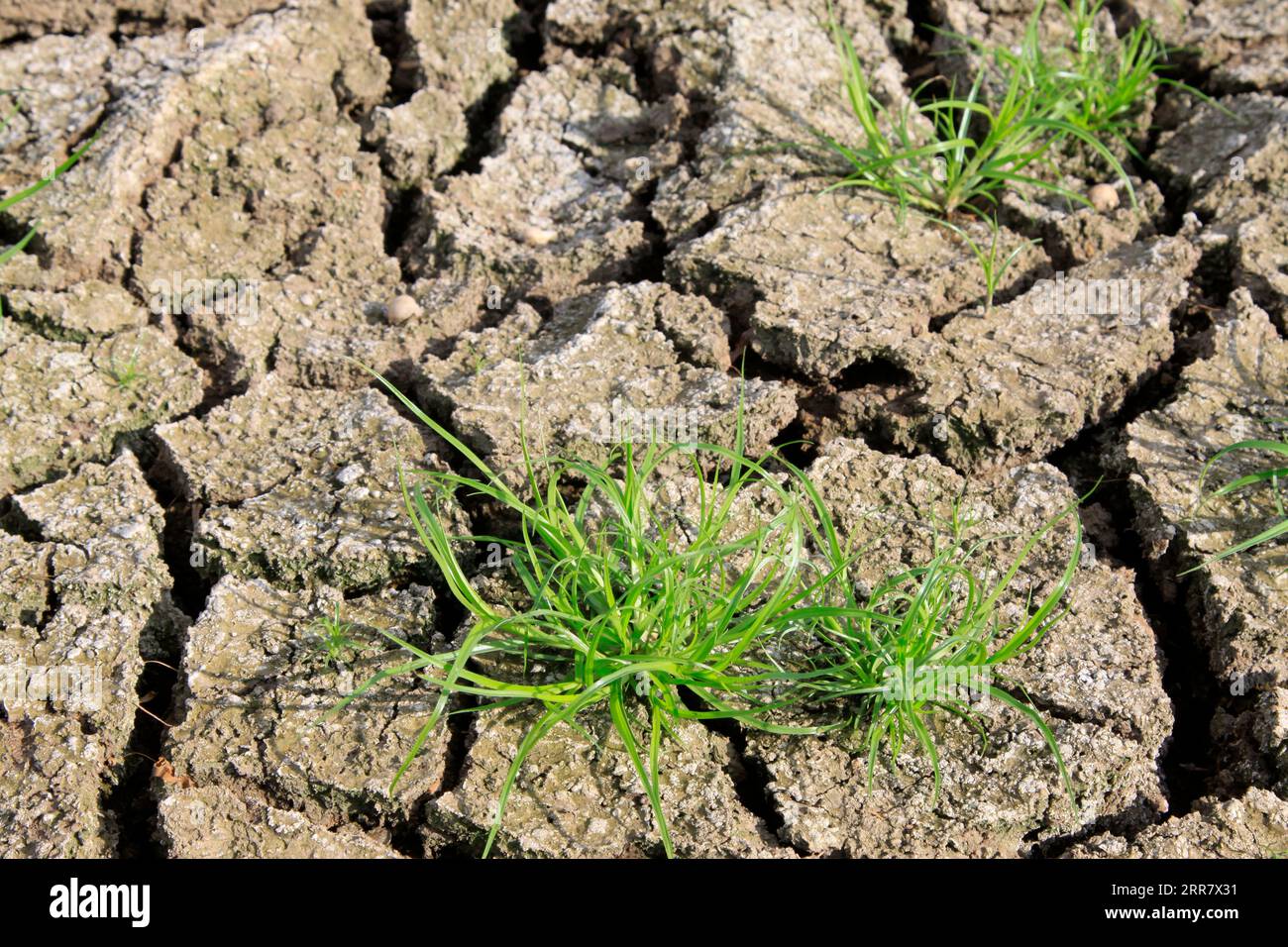plant and parched land Stock Photo - Alamy