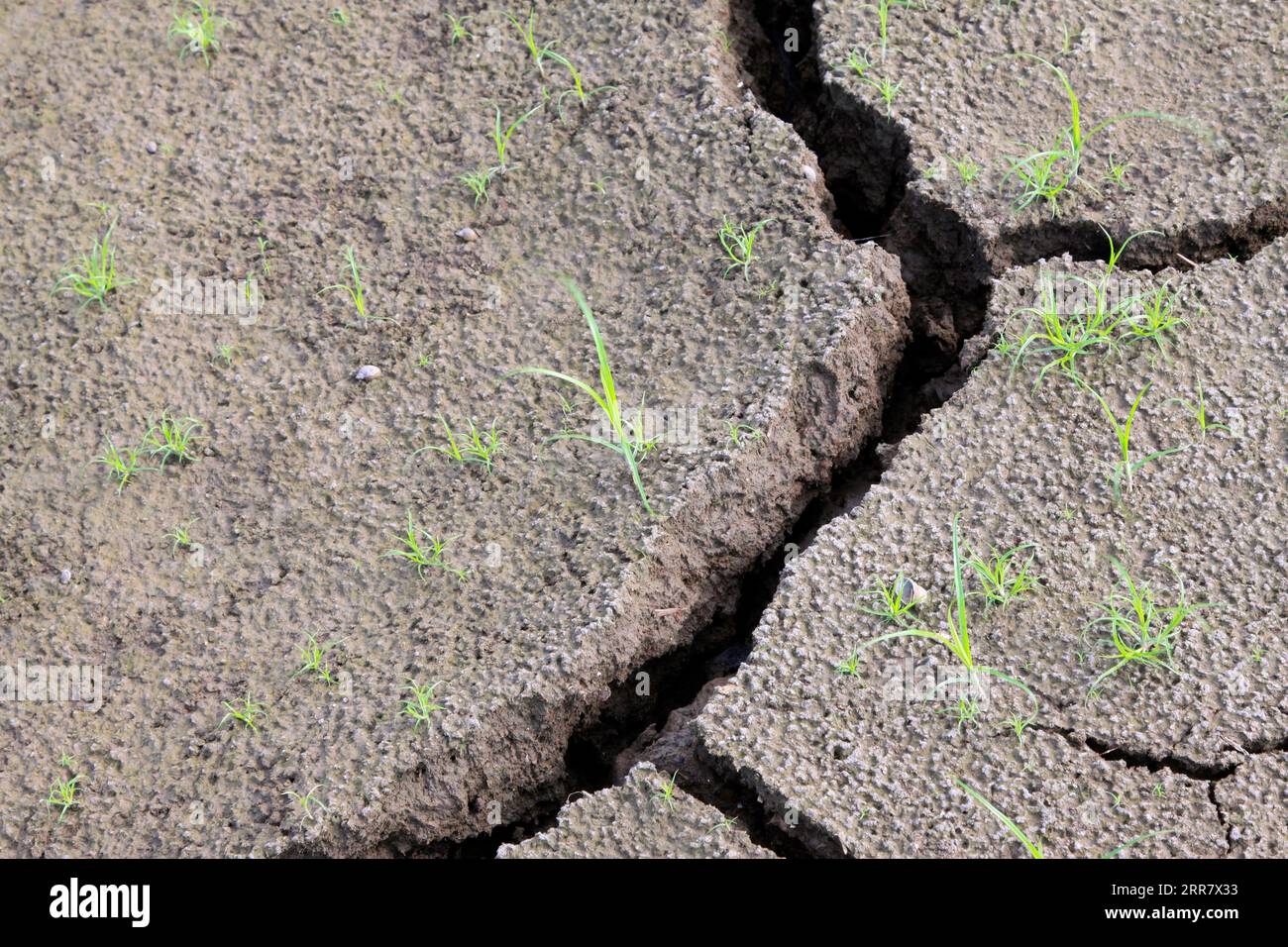 plant and parched land Stock Photo - Alamy