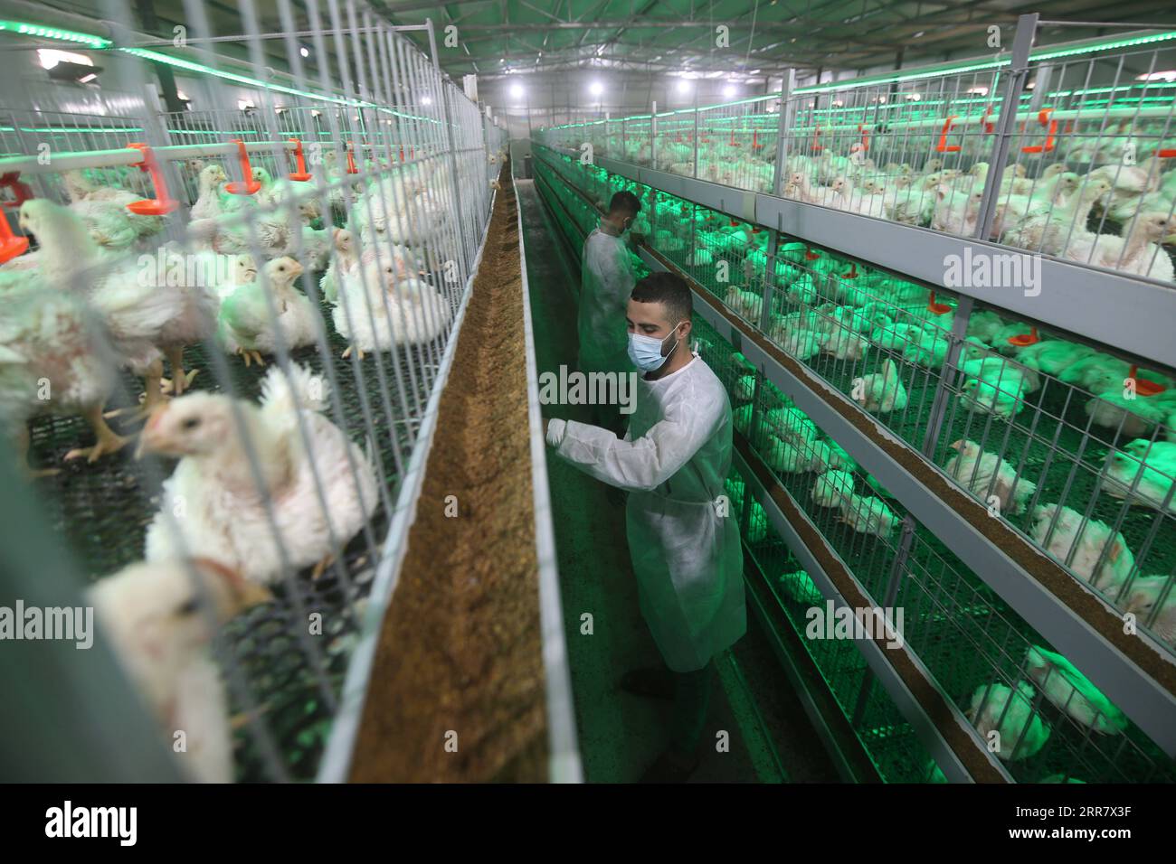 Mideast gaza rafah chicken hi-res stock photography and images - Alamy