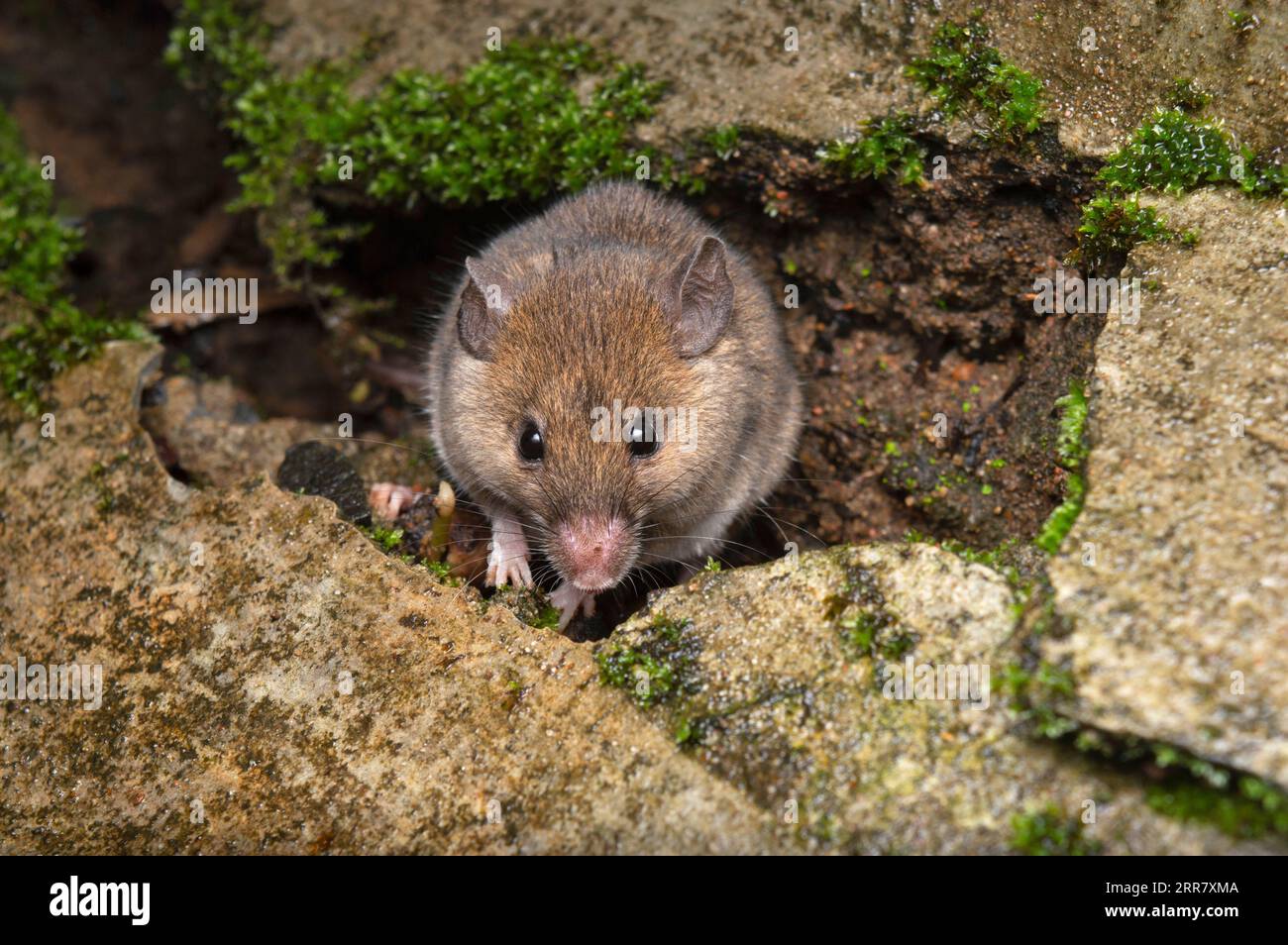 Field mouse, Mus budoga, Satara, Maharashtra, India Stock Photo - Alamy