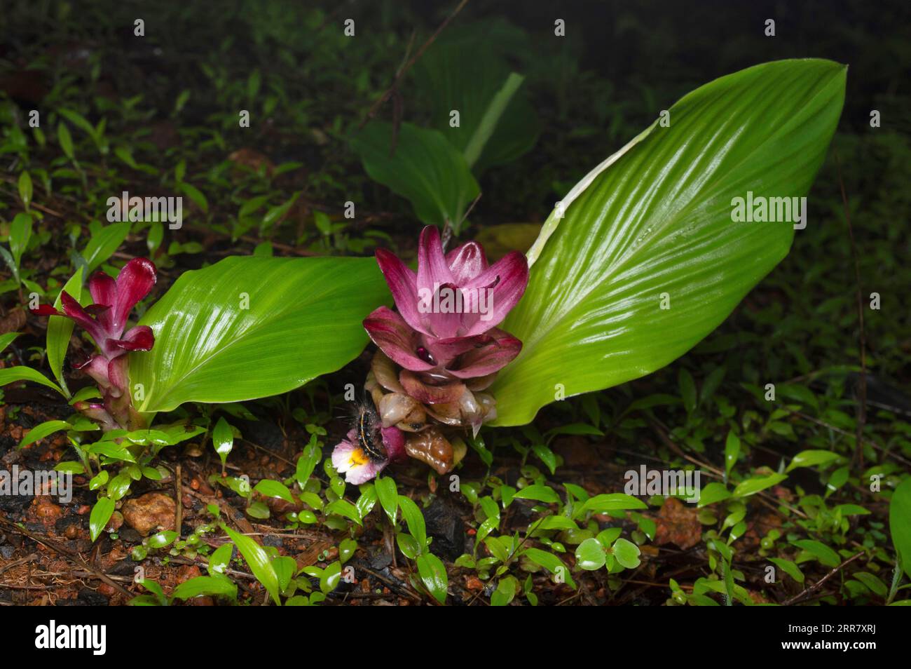 Curcuma zedoaria hi-res stock photography and images - Alamy