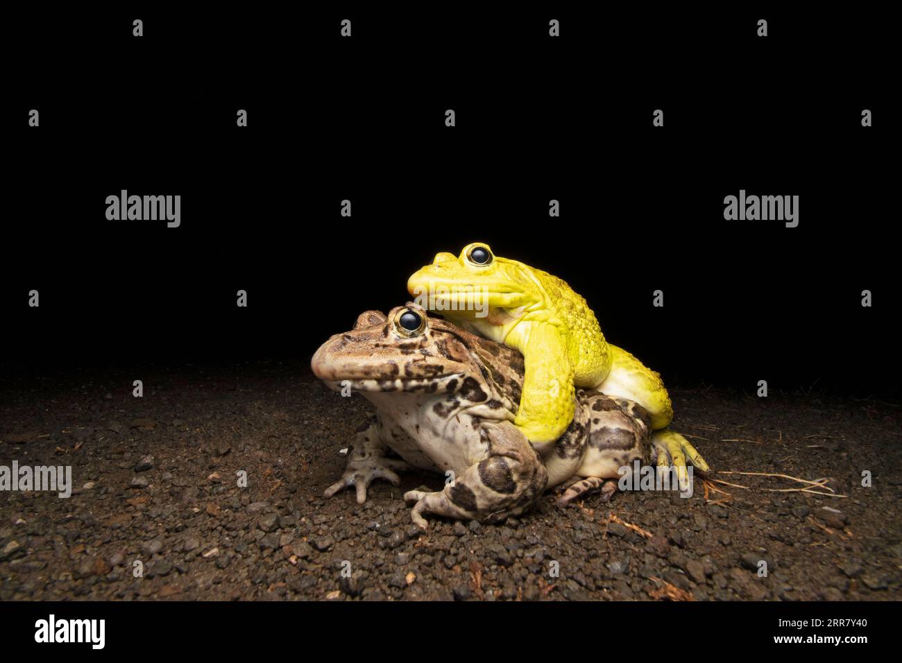 Indian bull frog mating, Hoplobatrachus tigerinus, Satara, Maharashtra ...