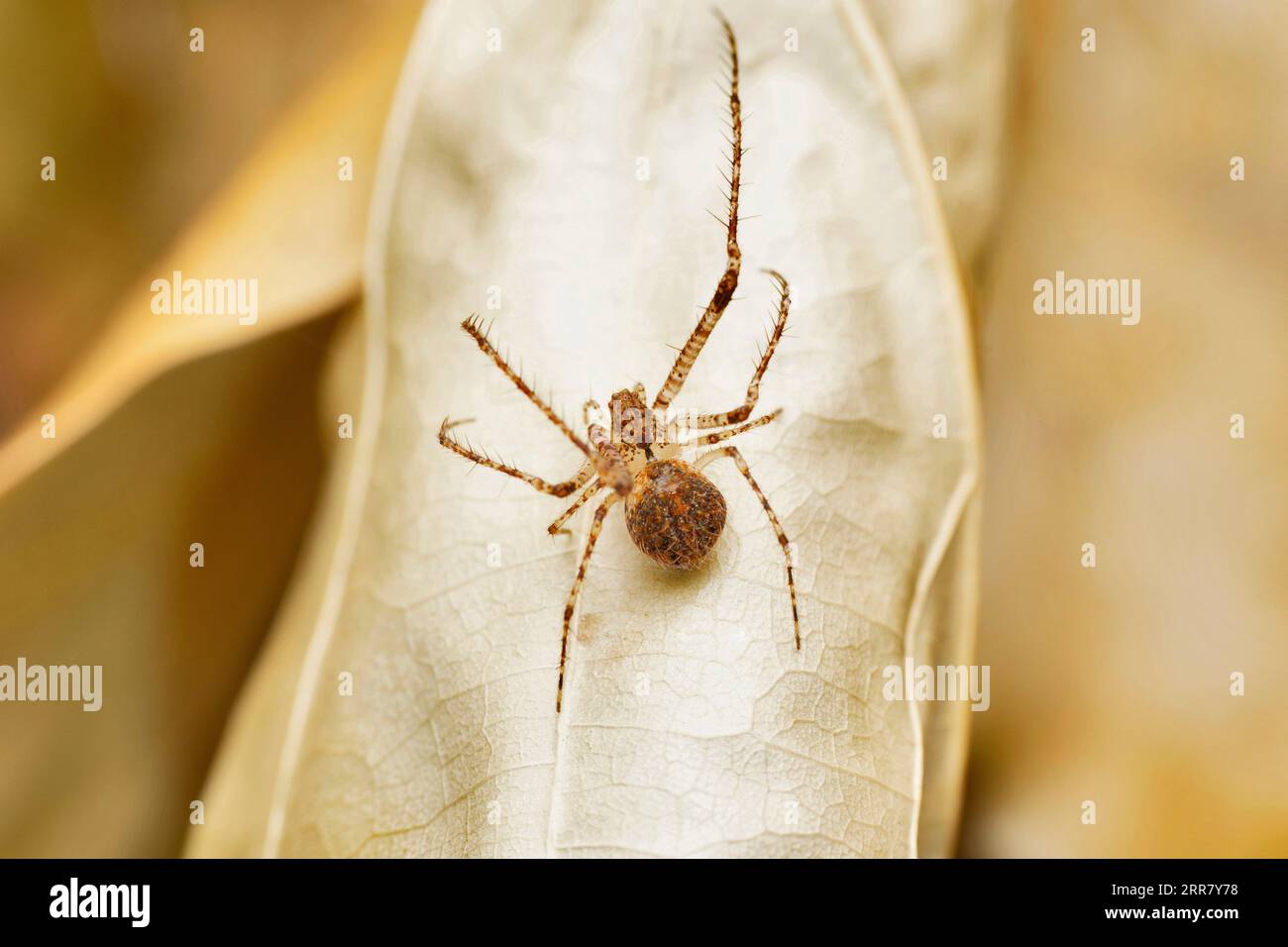 Pirate spider hi-res stock photography and images - Alamy